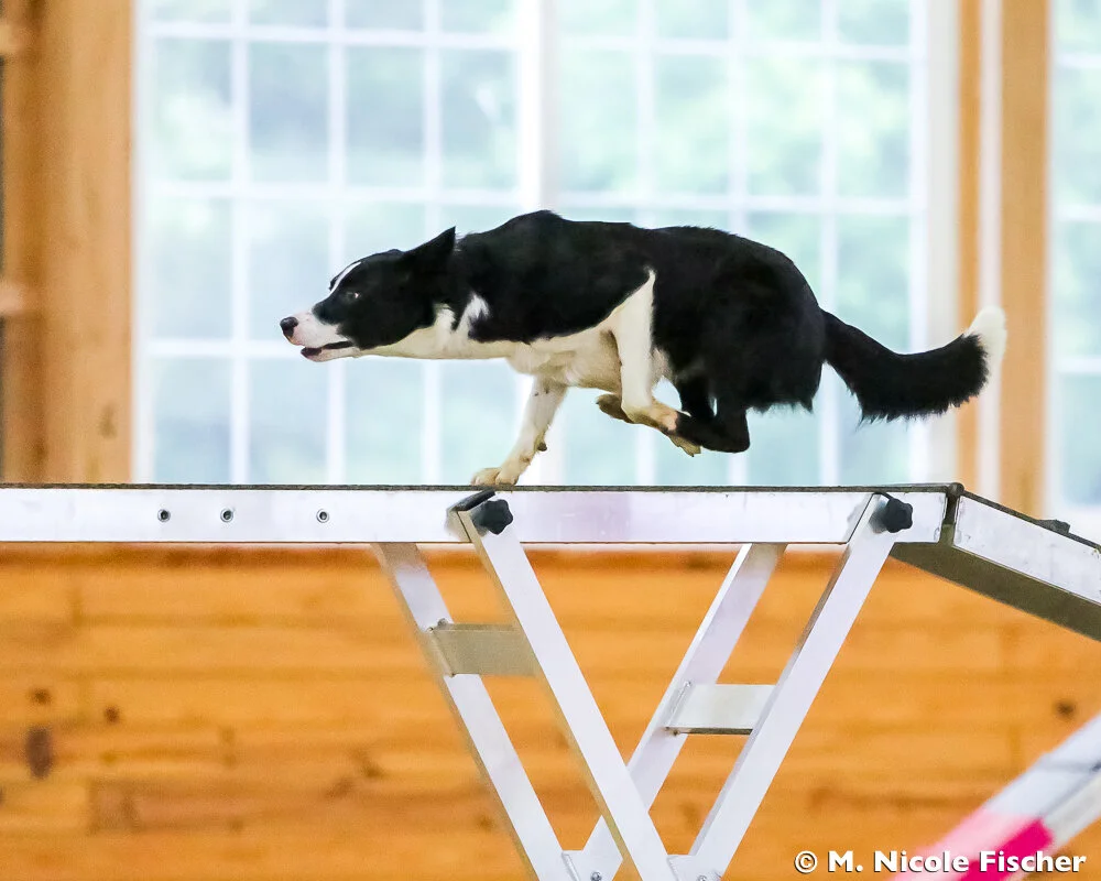 Meet Grace Heck! — Hounds of Heck