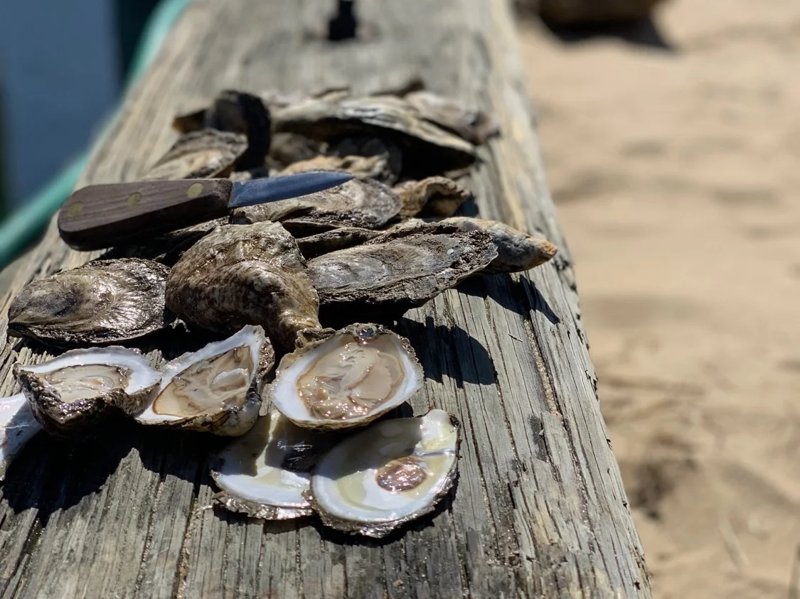 Holbrook Oyster