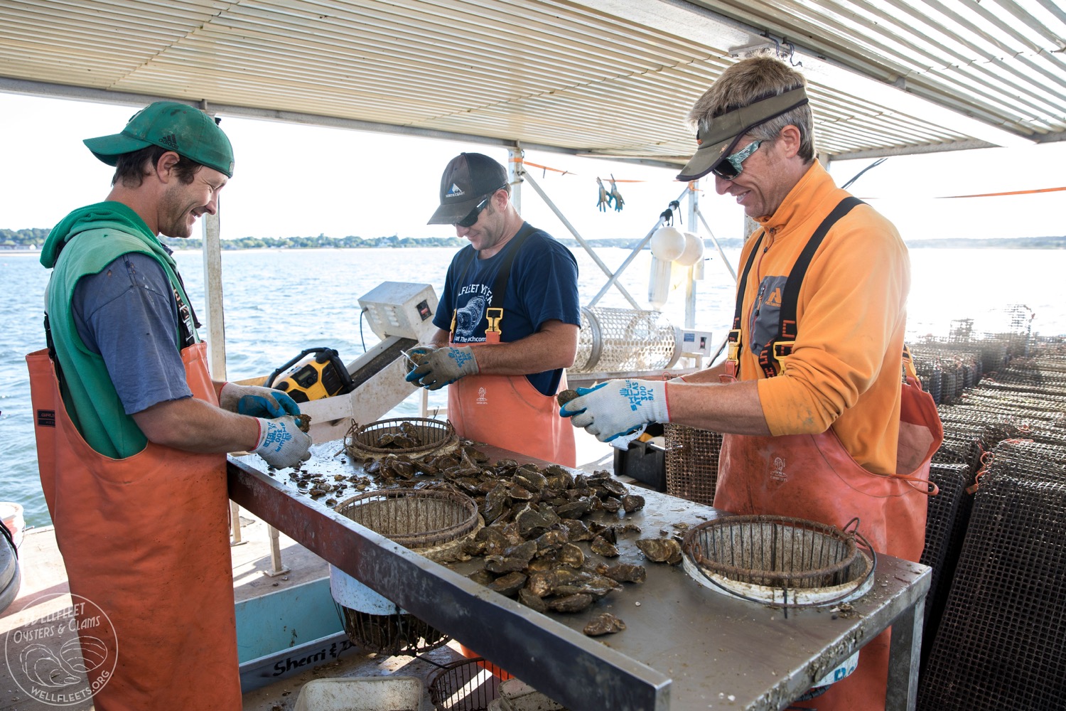 Our oysters — Holbrook Oyster