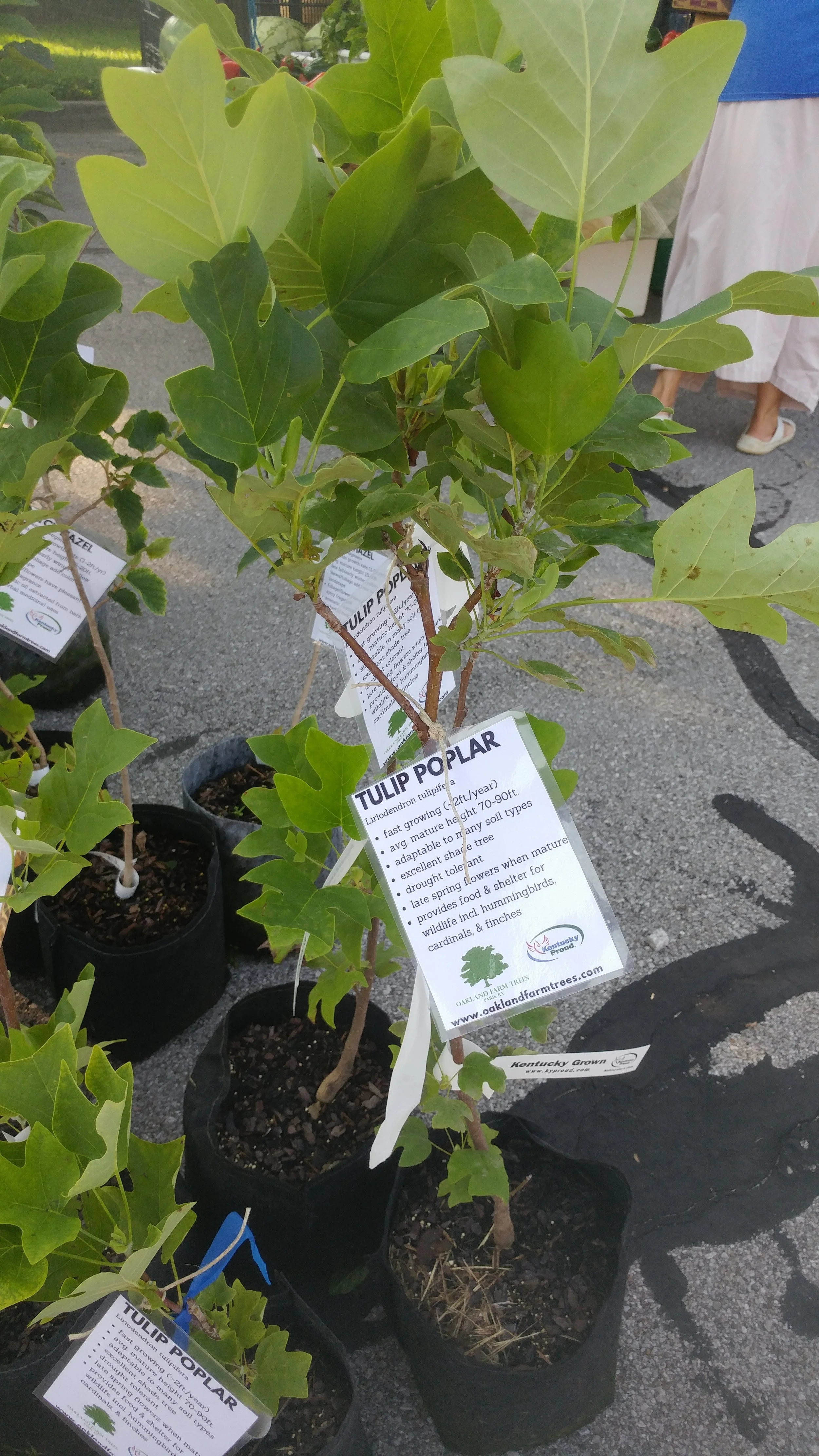 Tulip Poplar (Liriodendron tulipifera) — Oakland Farm Trees
