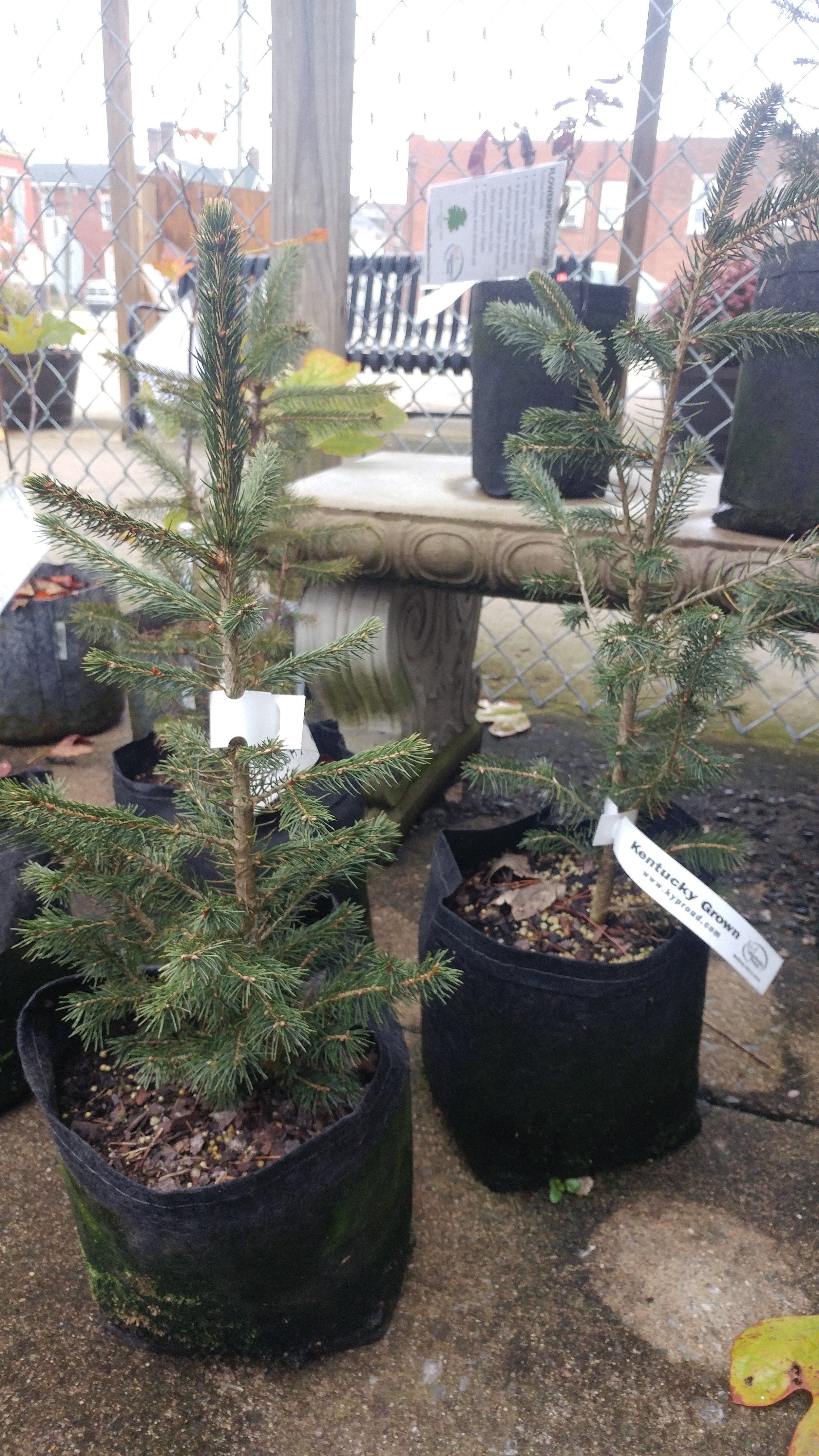 Kentucky native conifers for sale — Oakland Farm Trees