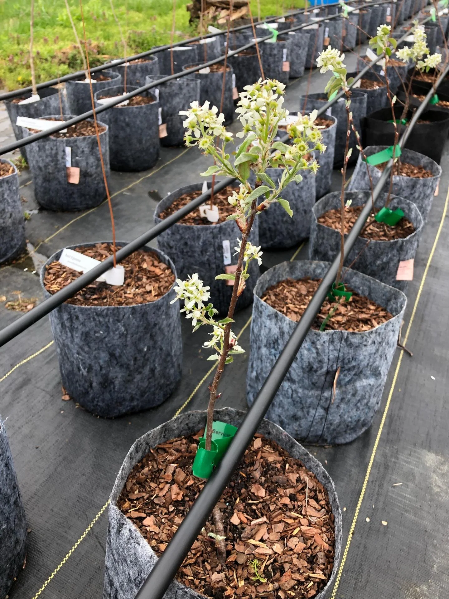 Kentucky native fruit & nut producing trees — Oakland Farm Trees