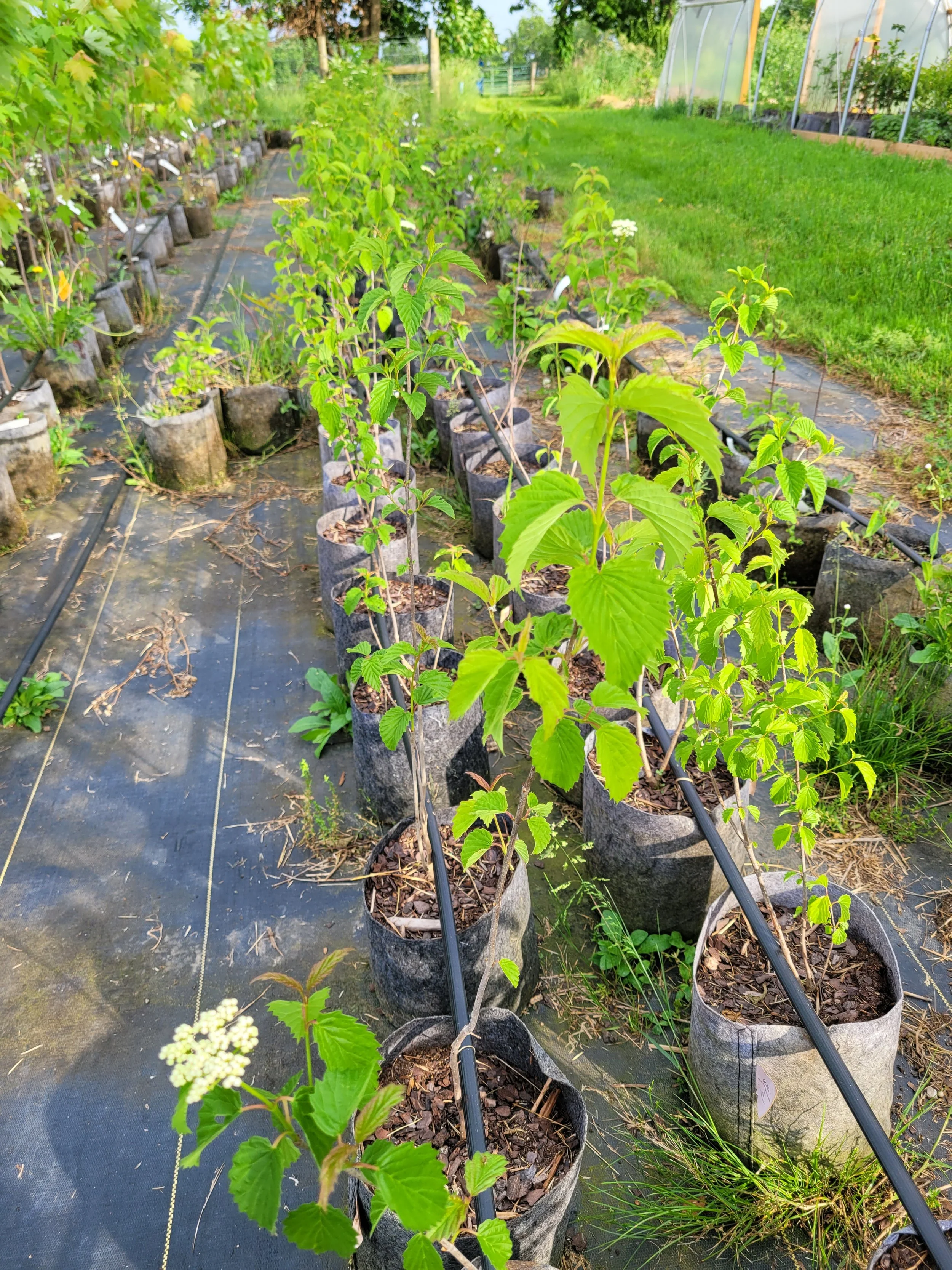 SOLD OUT! Arrowwood Viburnum (Viburnum dentatum) — Oakland Farm Trees
