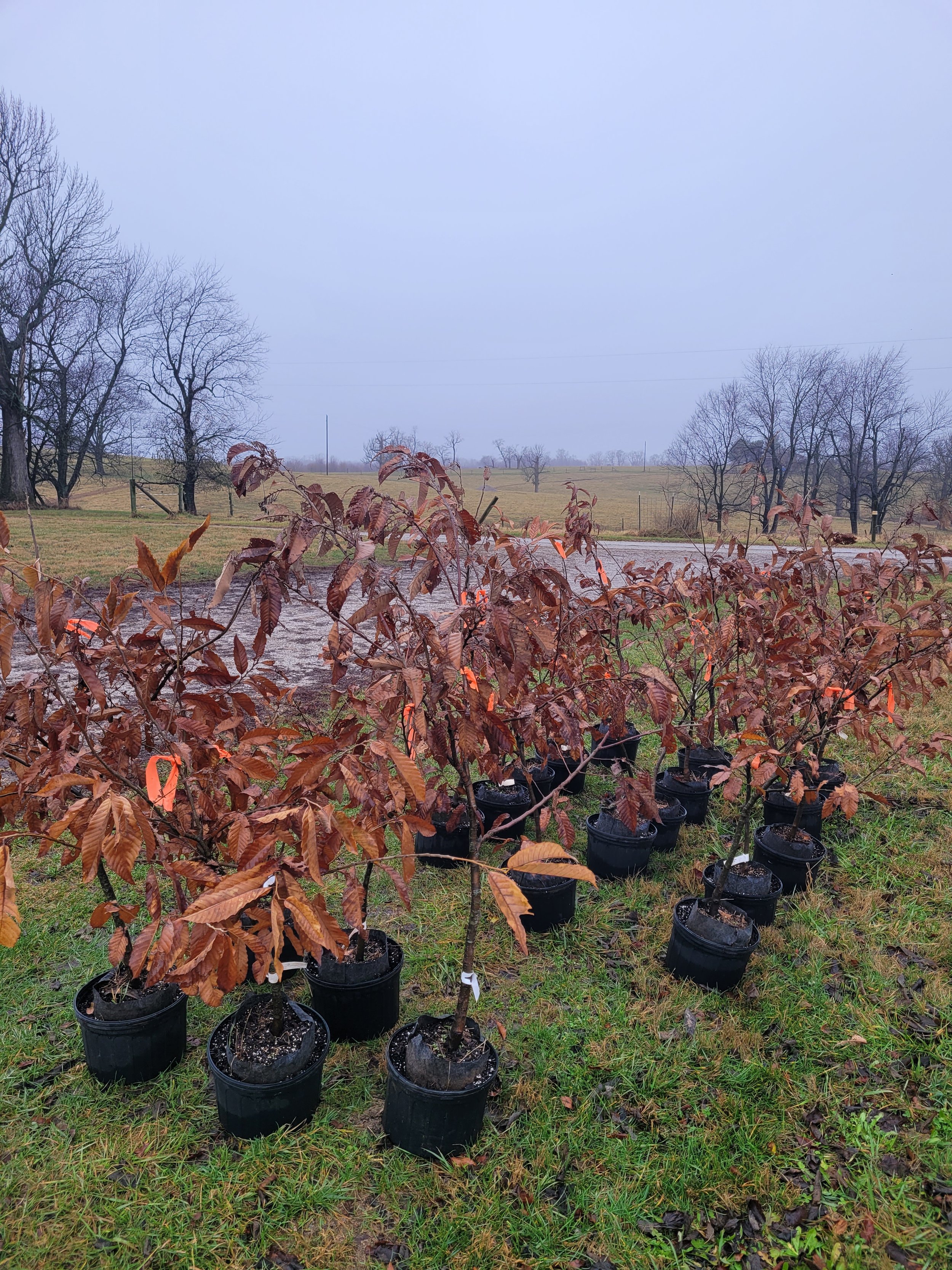 Kentucky native fruit & nut producing trees — Oakland Farm Trees