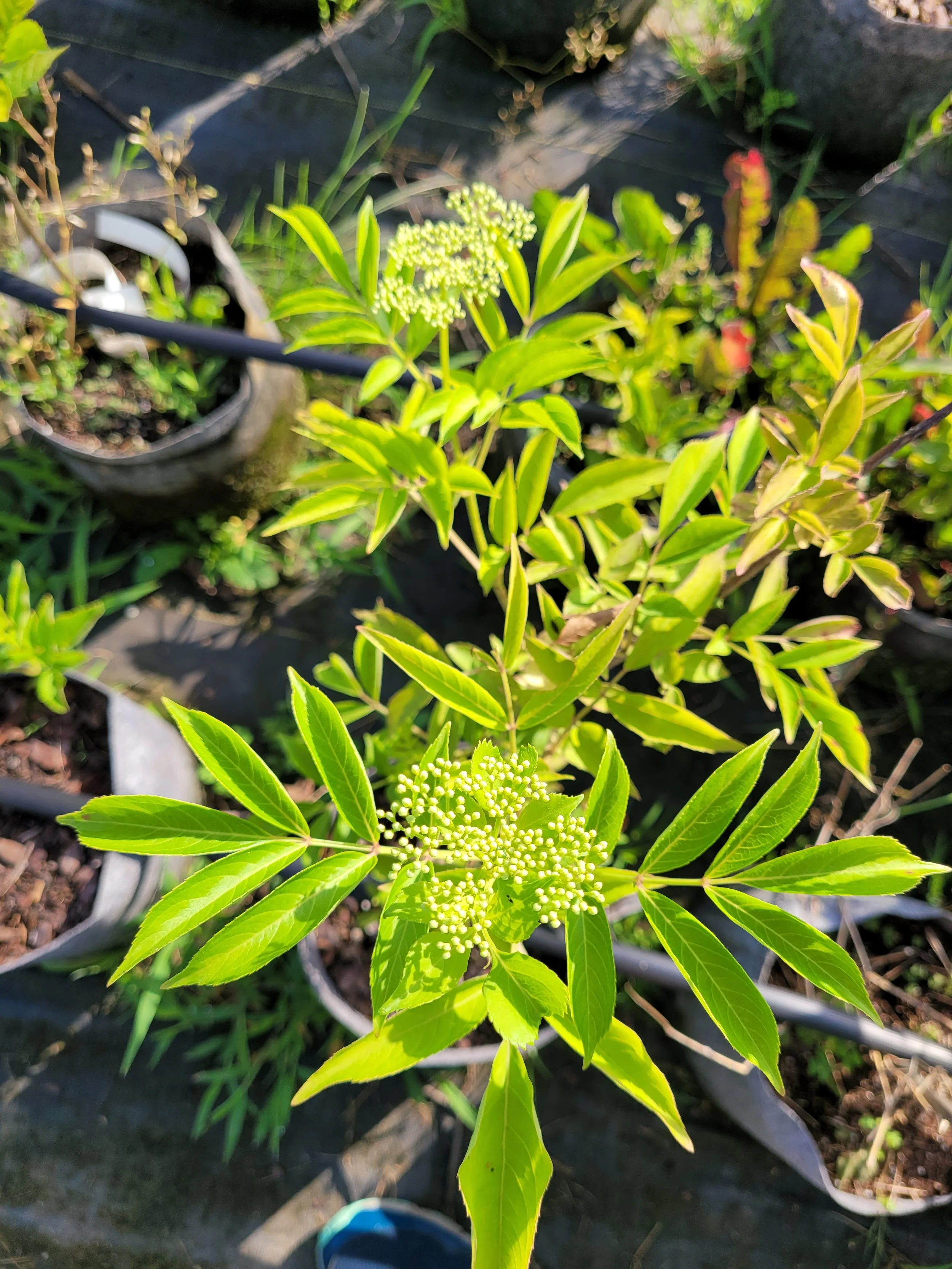 Kentucky native fruit & nut producing trees — Oakland Farm Trees