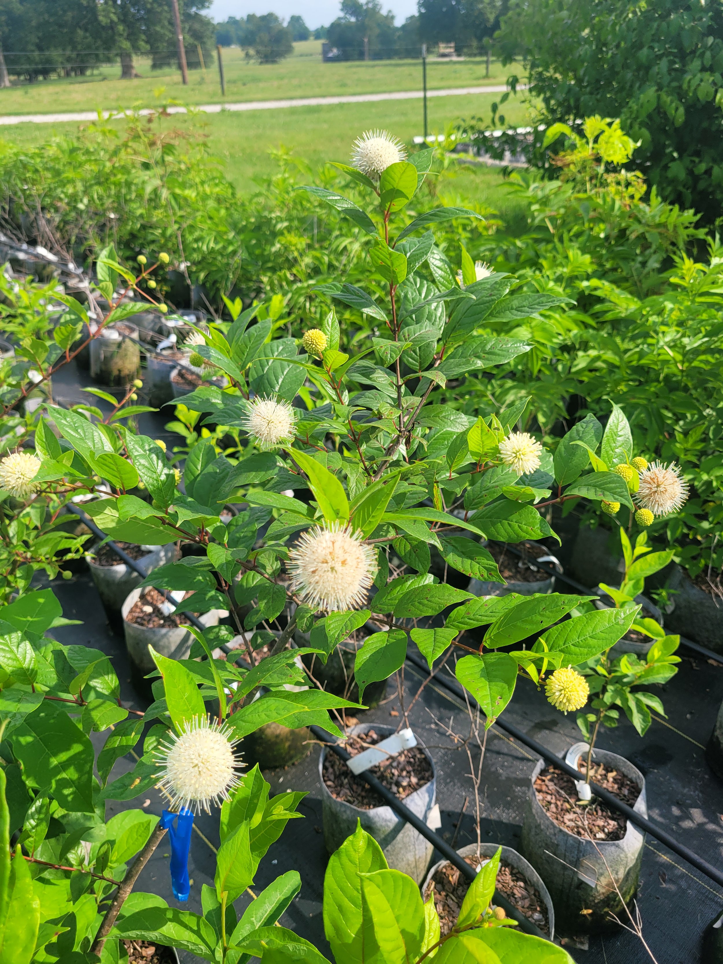 Buttonbush (Cephalanthus occidentalis) — Oakland Farm Trees