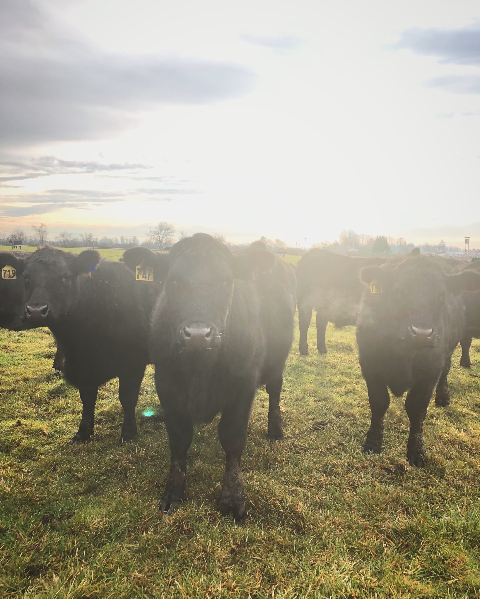 Knee Deep Cattle Co.