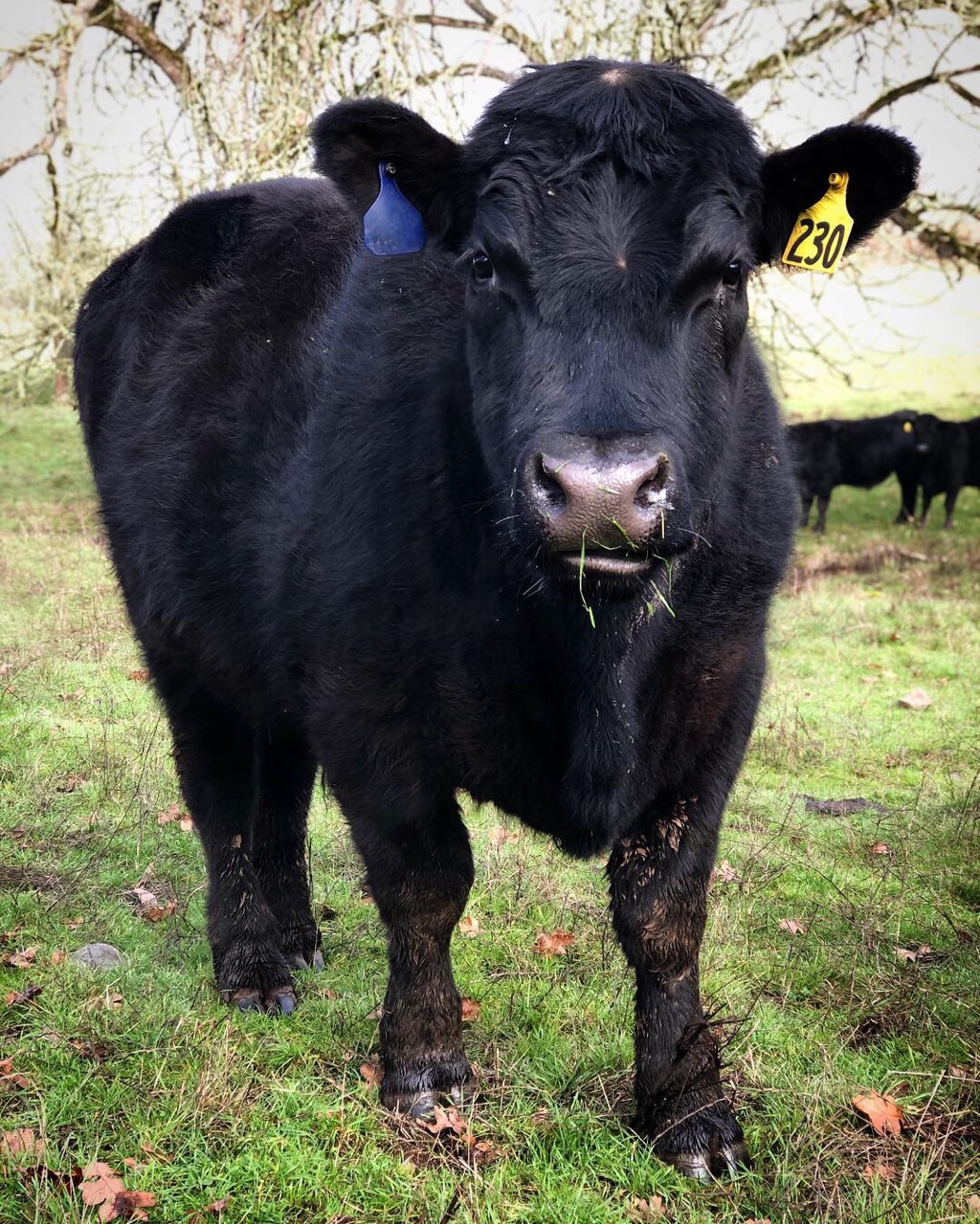 Knee Deep Cattle Co.