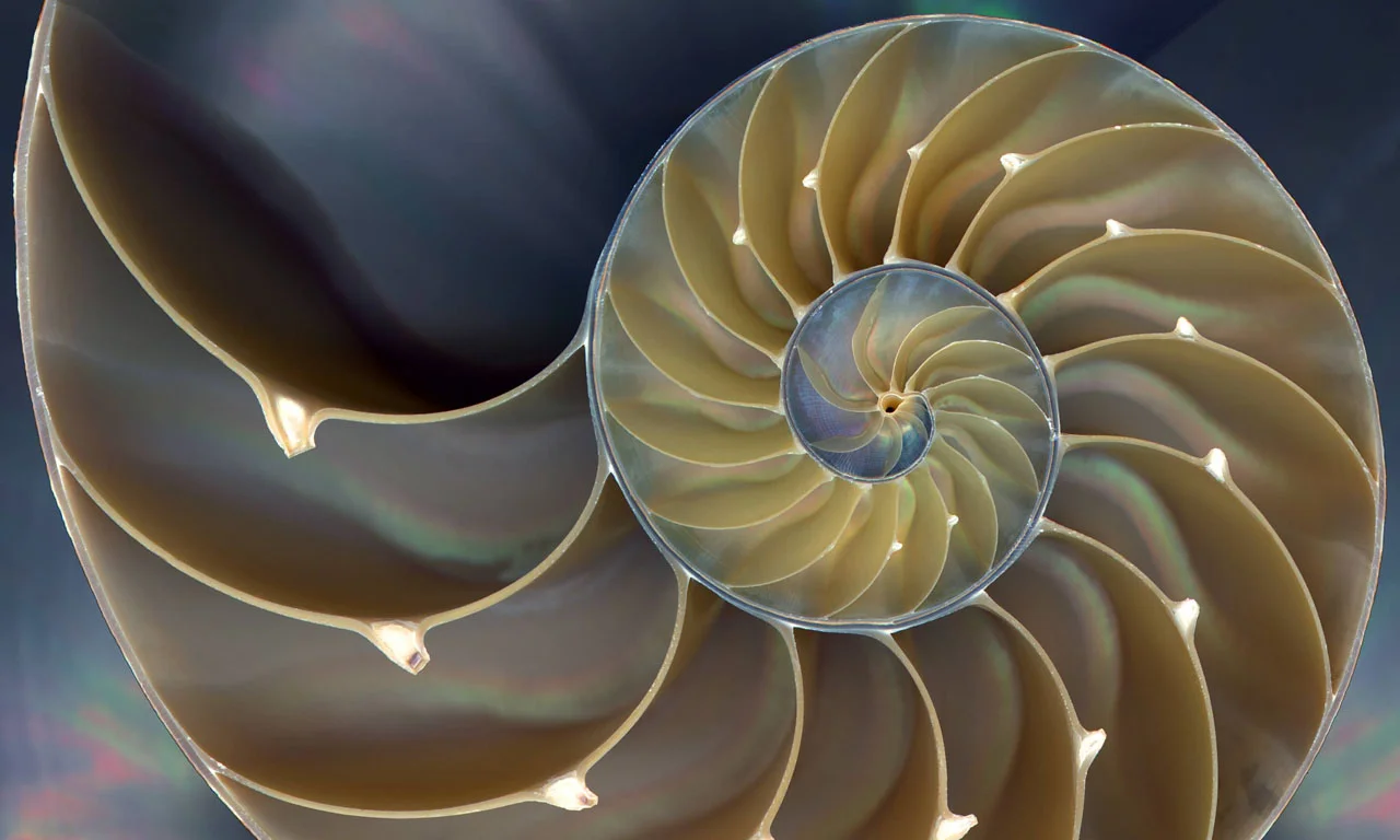 Golden Ratio In Nature