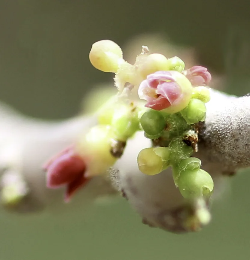 Commiphora gileadensis — AYUB R&D