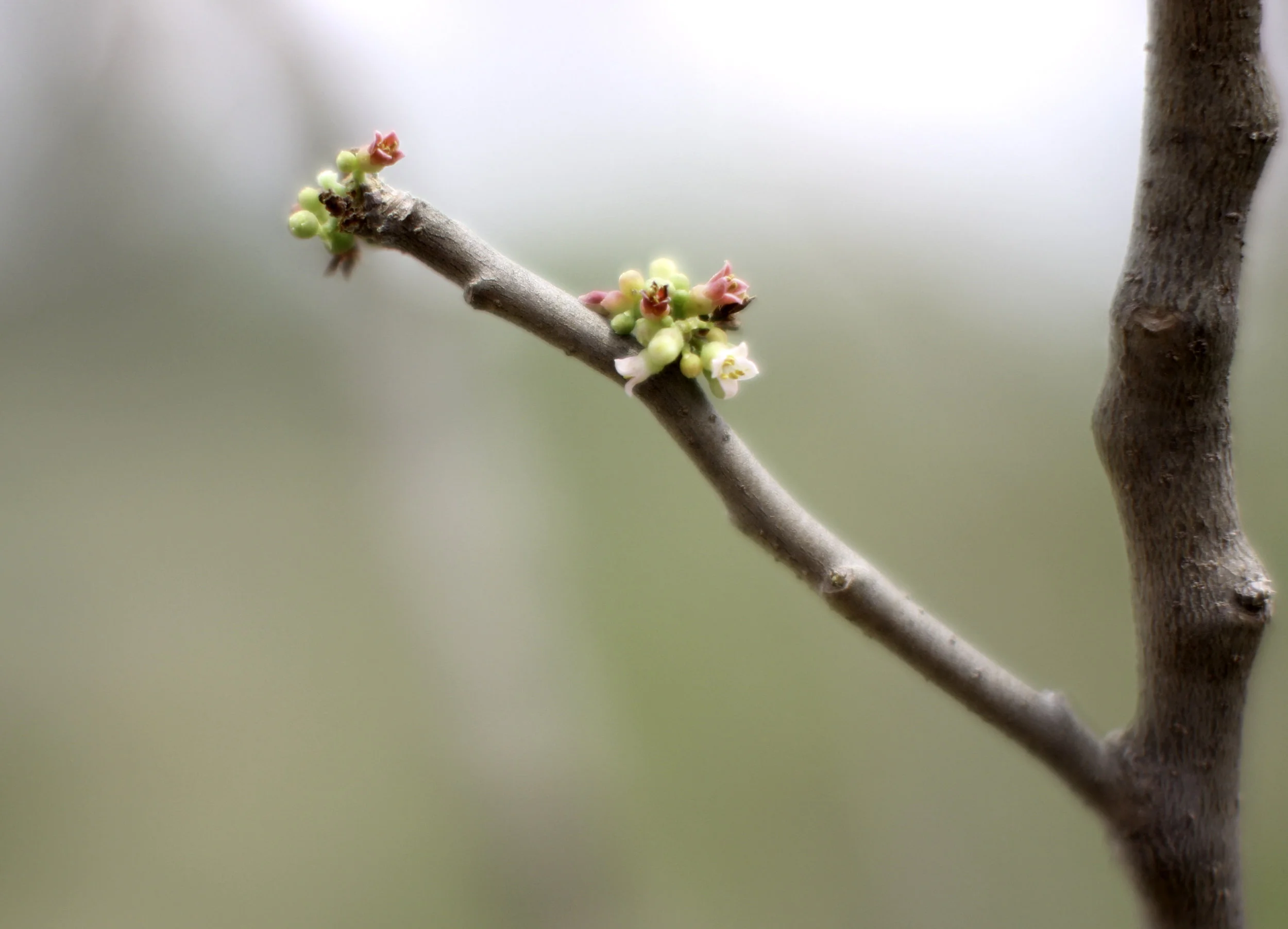 Commiphora gileadensis — AYUB R&D