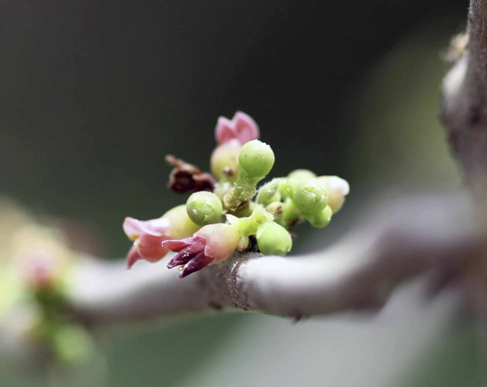 Commiphora Mukul Flower