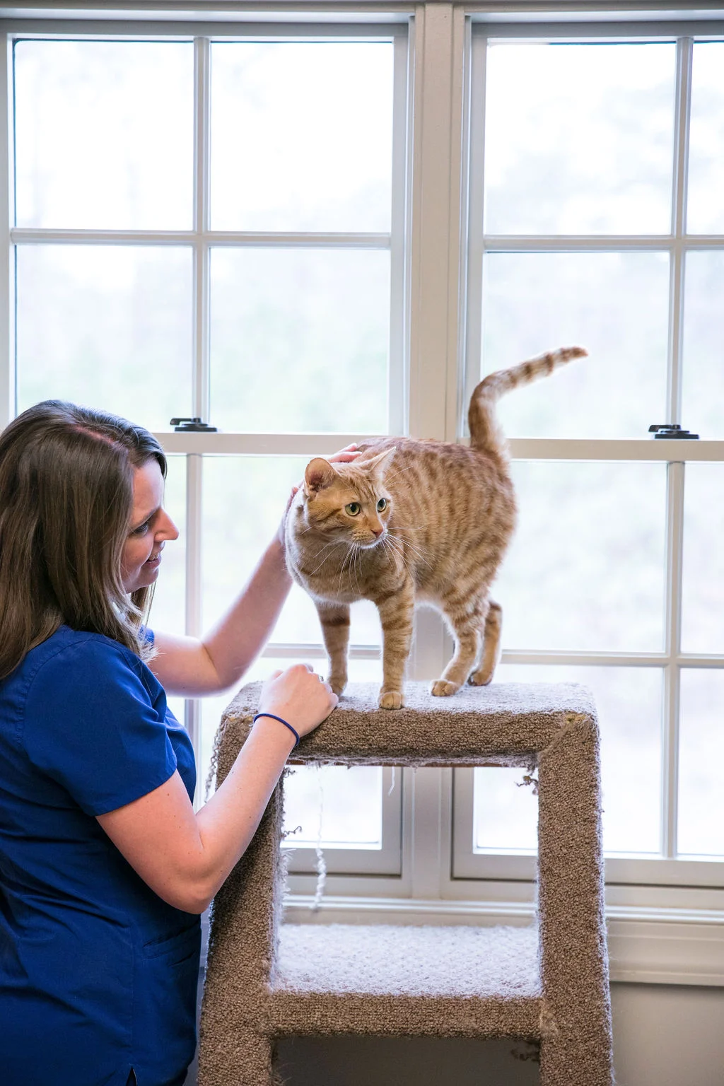 Village Veterinary Clinic