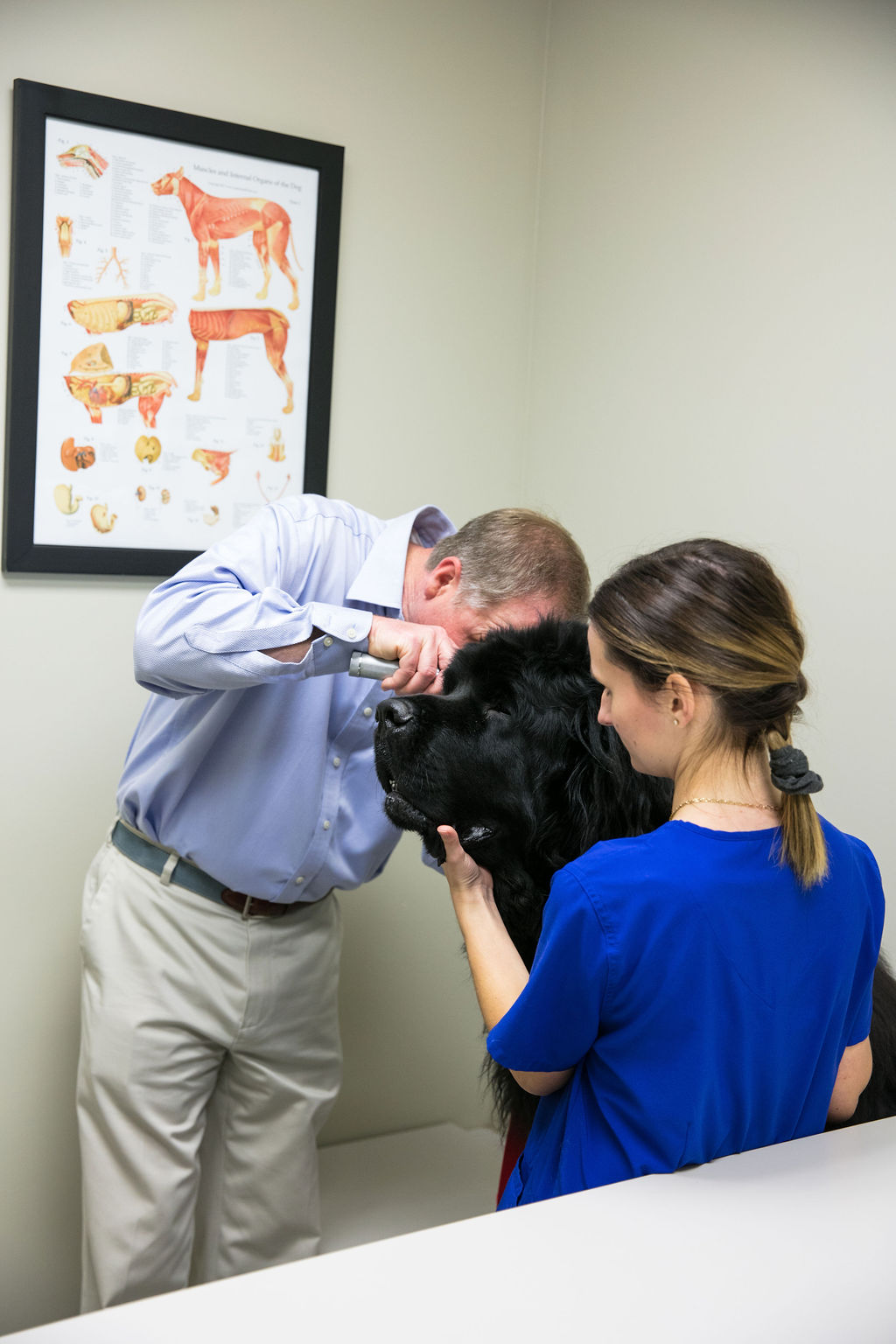 ABOUT US — Village Veterinary Clinic