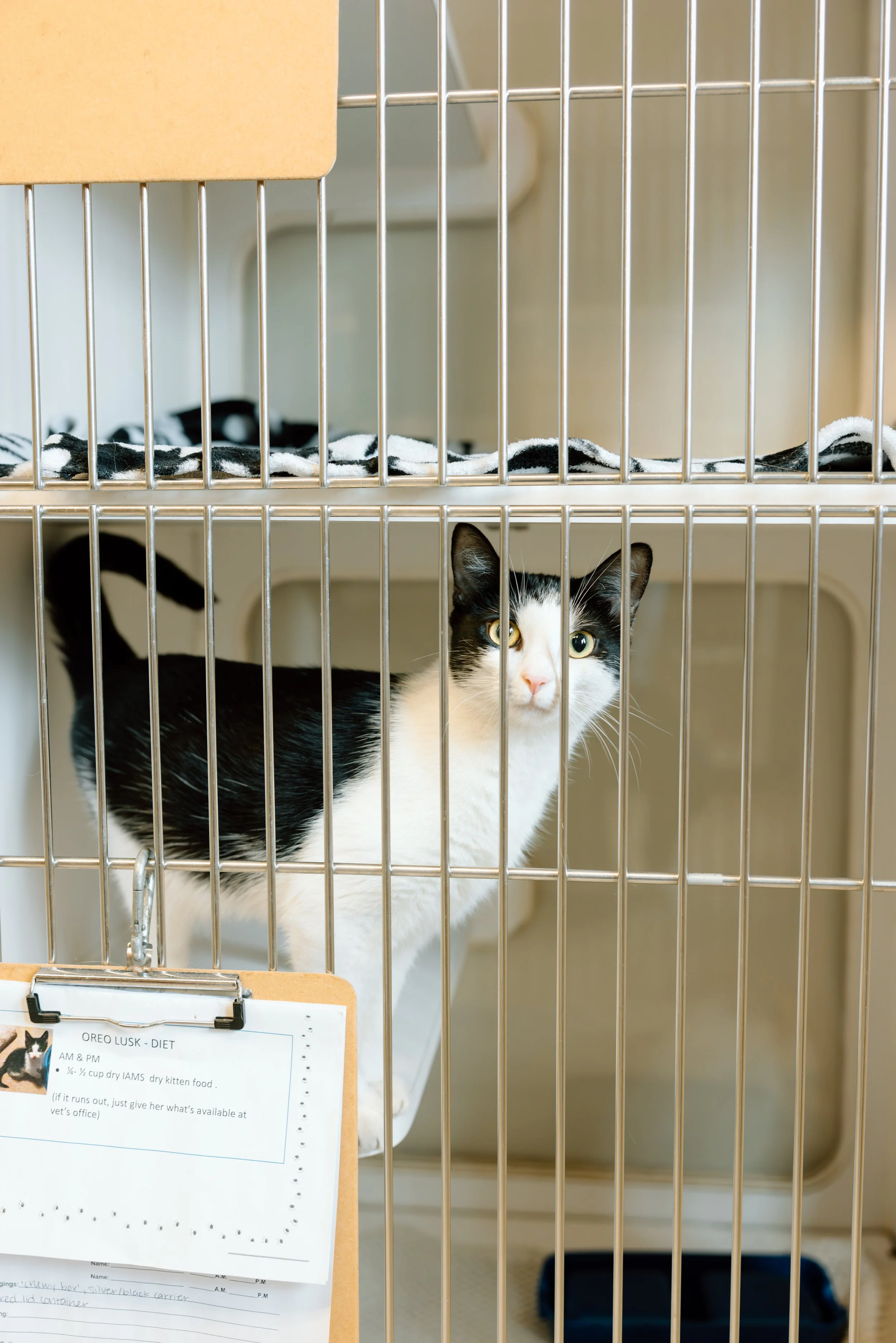 SERVICES — Village Veterinary Clinic