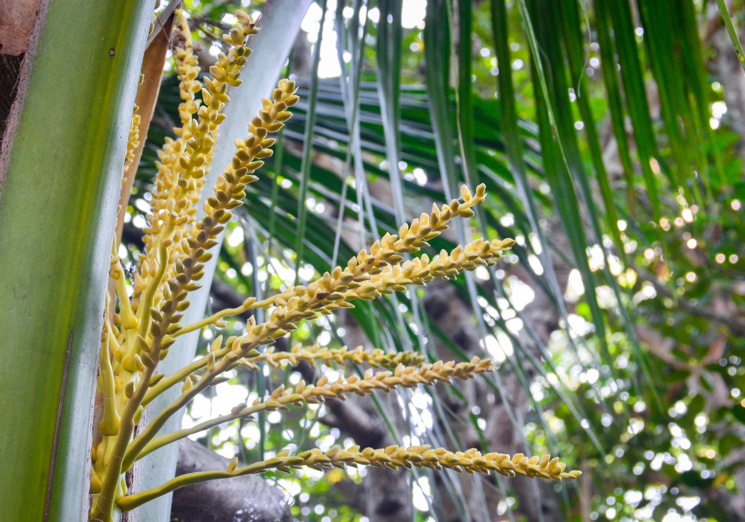 A Zero Waste Tree — The Coconut Company