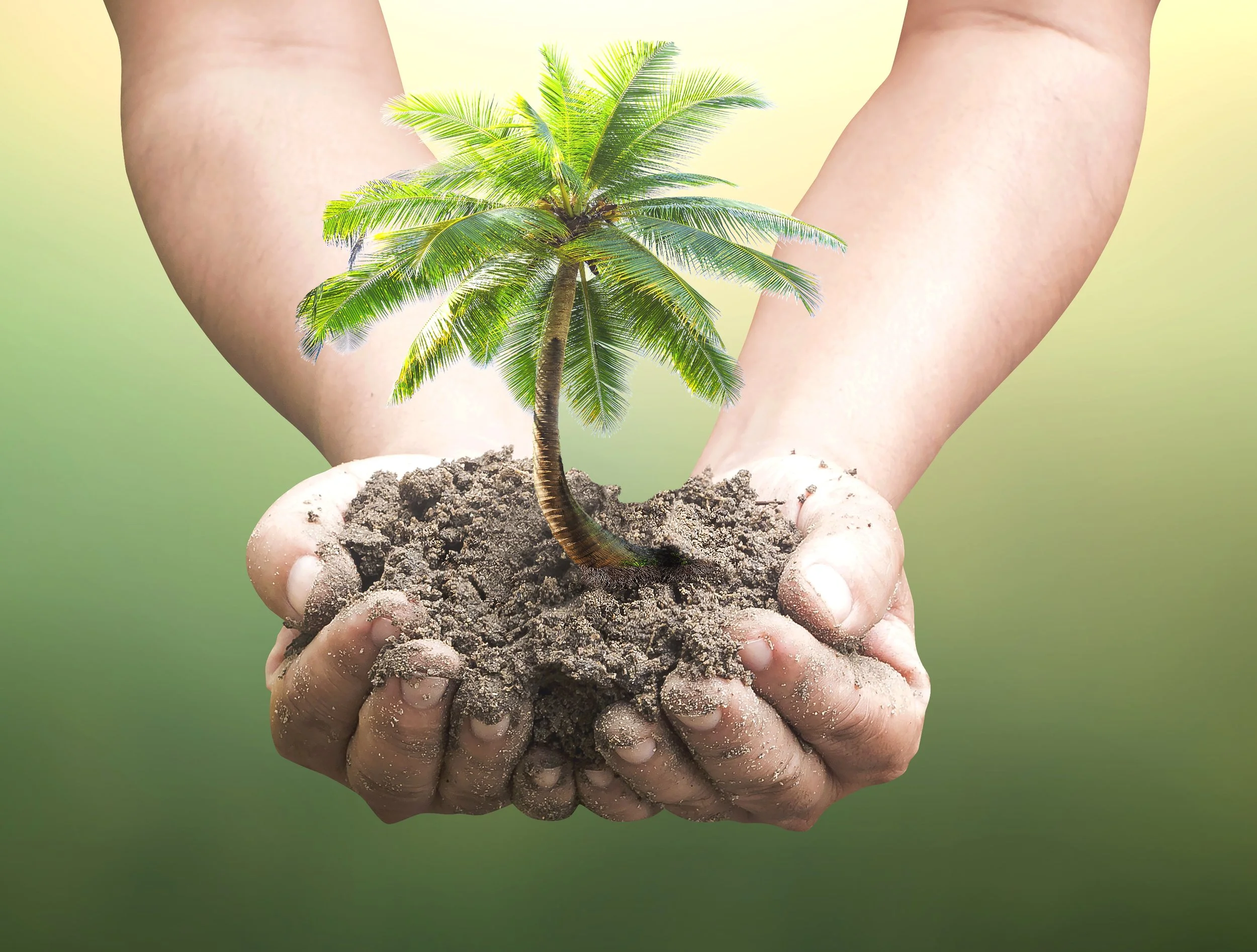 Does the coconut industry have a sustainable future? — The Coconut Company