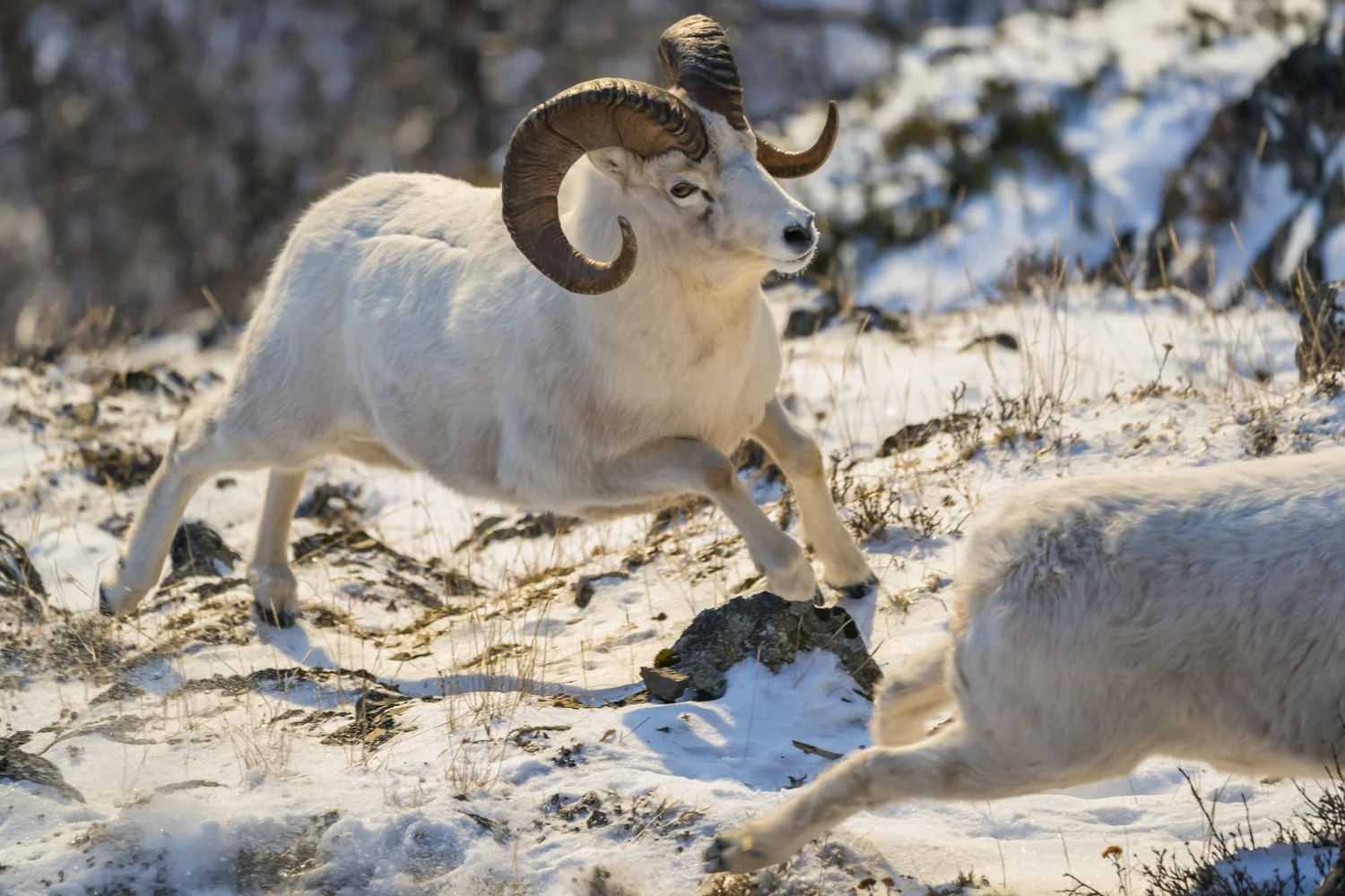 WILDLIFE