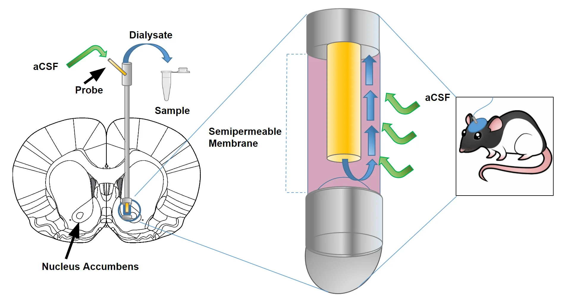 Microdialysis Coupled with HPLC-MS — Sombers Lab