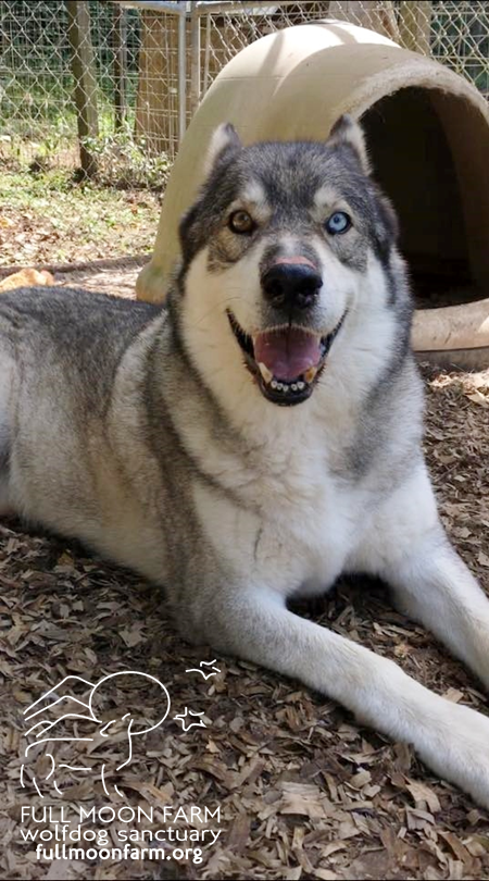 Are Malamute Dogs Part Wolf