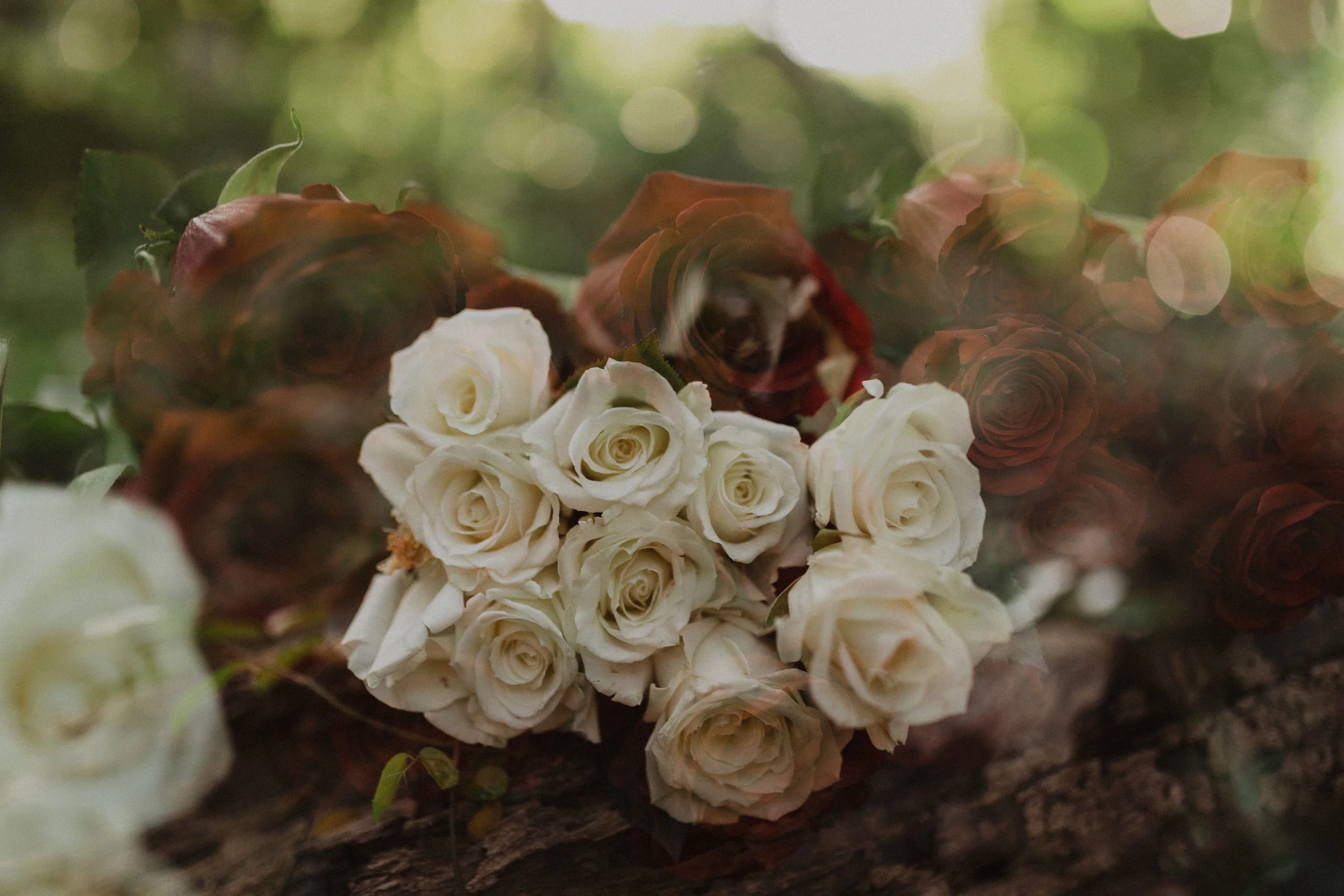 Curriculm — Priestesses Of The Rose