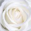 Curriculum — Priestesses Of The Rose
