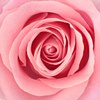 Curriculum — Priestesses Of The Rose