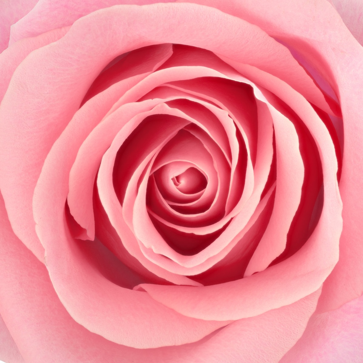 Curriculum — Priestesses Of The Rose