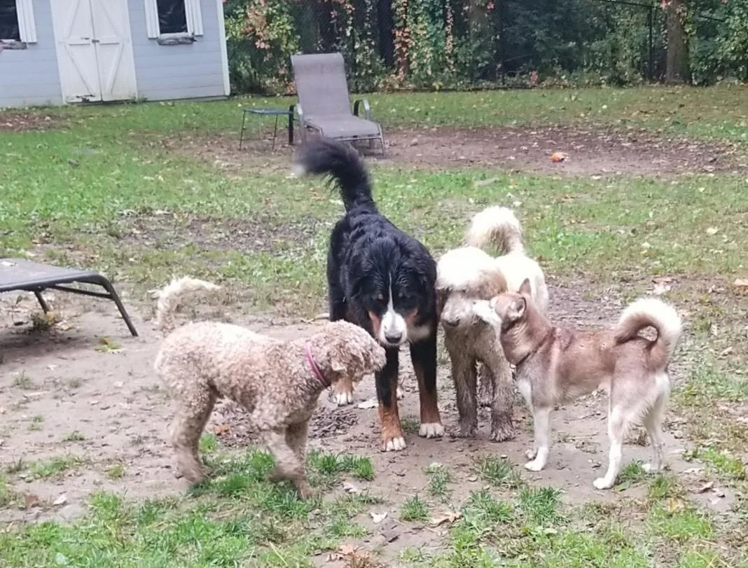 What to expect — Carlisle Canines