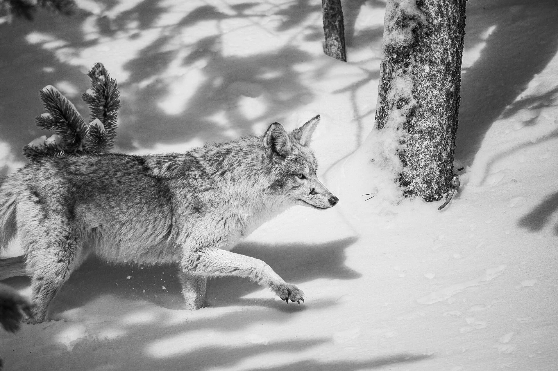 WHITE COYOTE CREATIVE