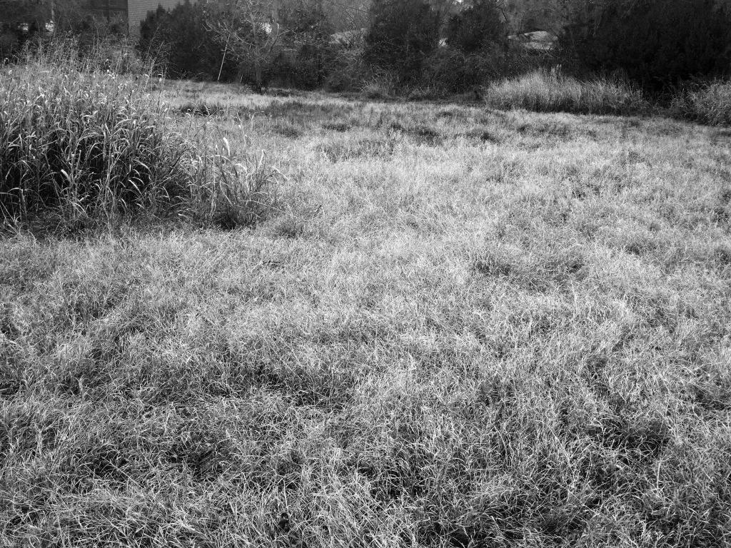 Grass Field Black And White