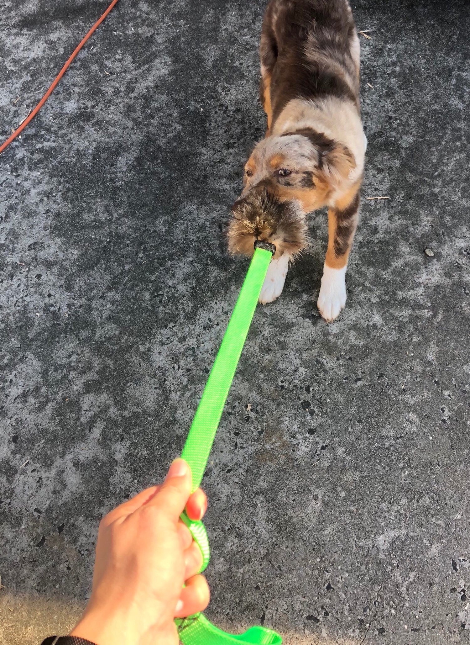 Why and How to Teach your Puppy Tug-of-War — Evolving Homestead