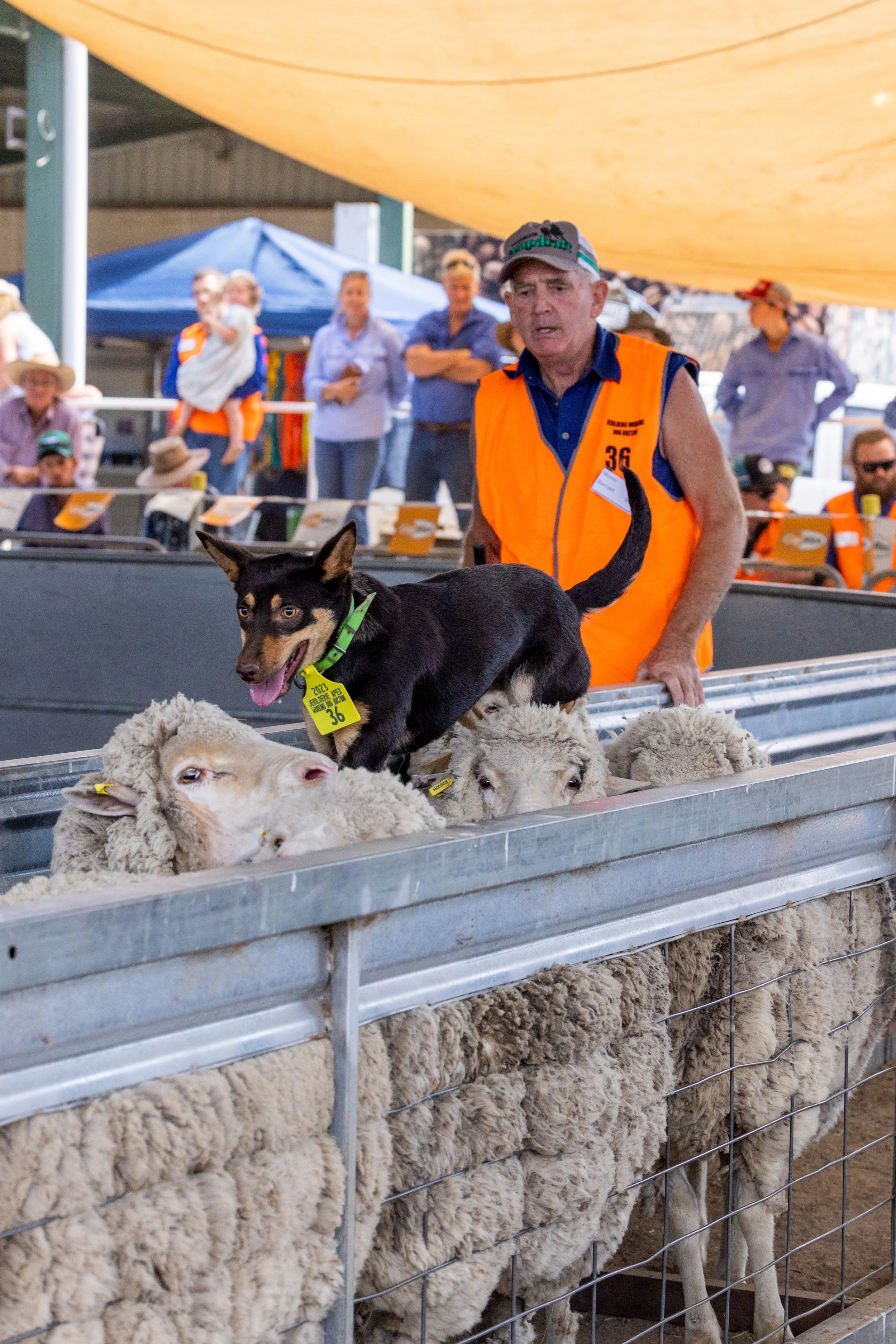 Jerilderie Working Dog Auction