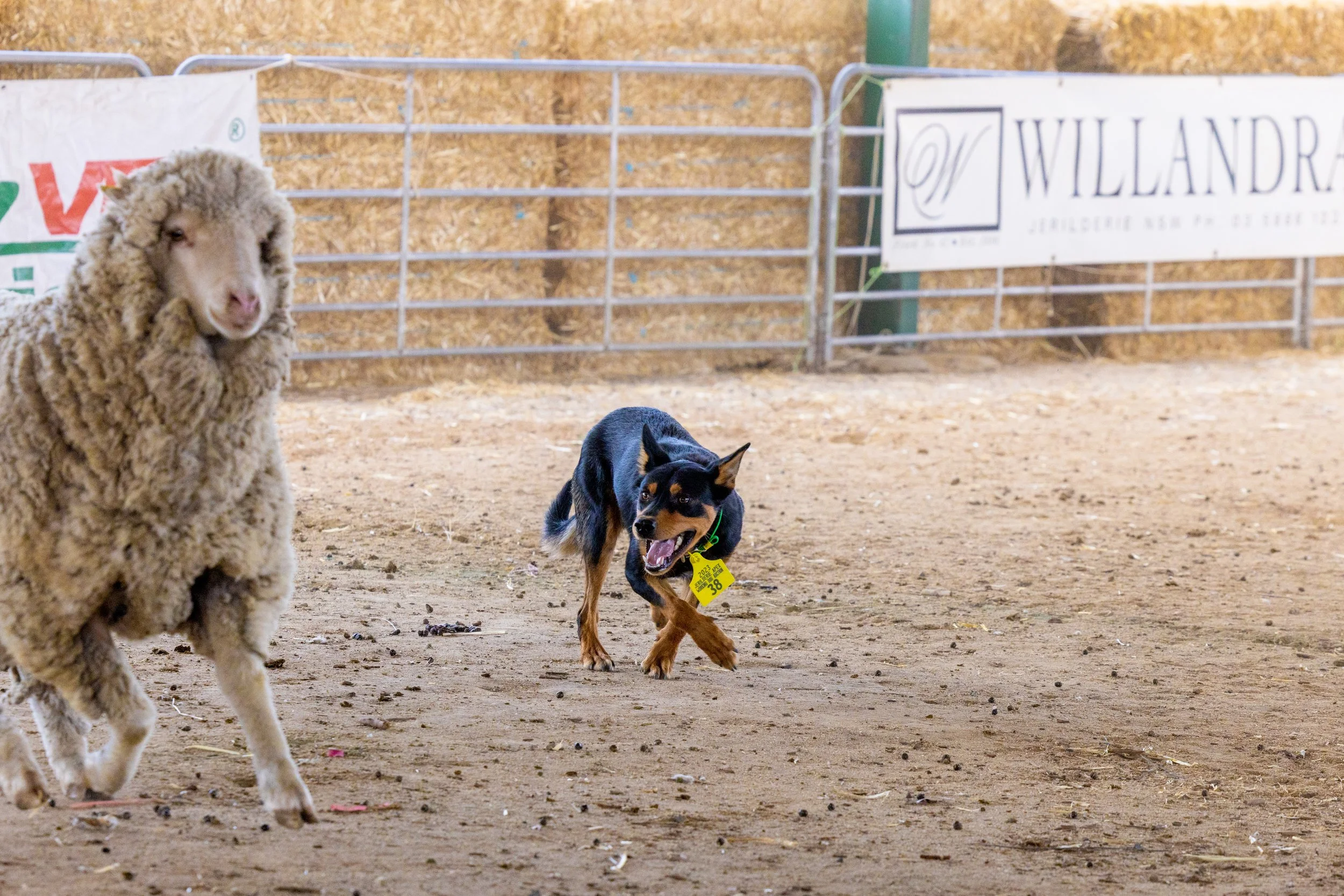 Jerilderie Working Dog Auction