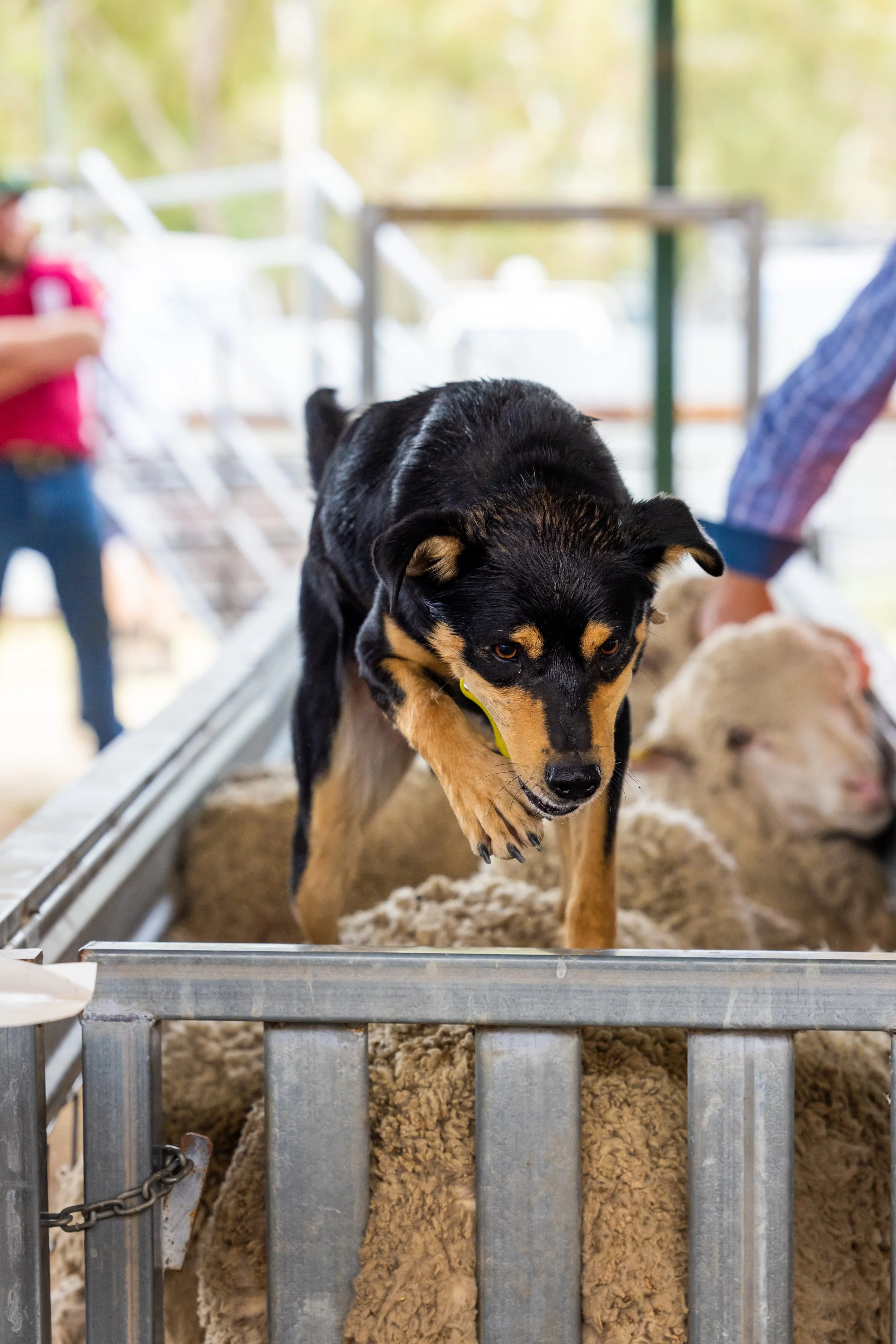 Jerilderie Working Dog Auction