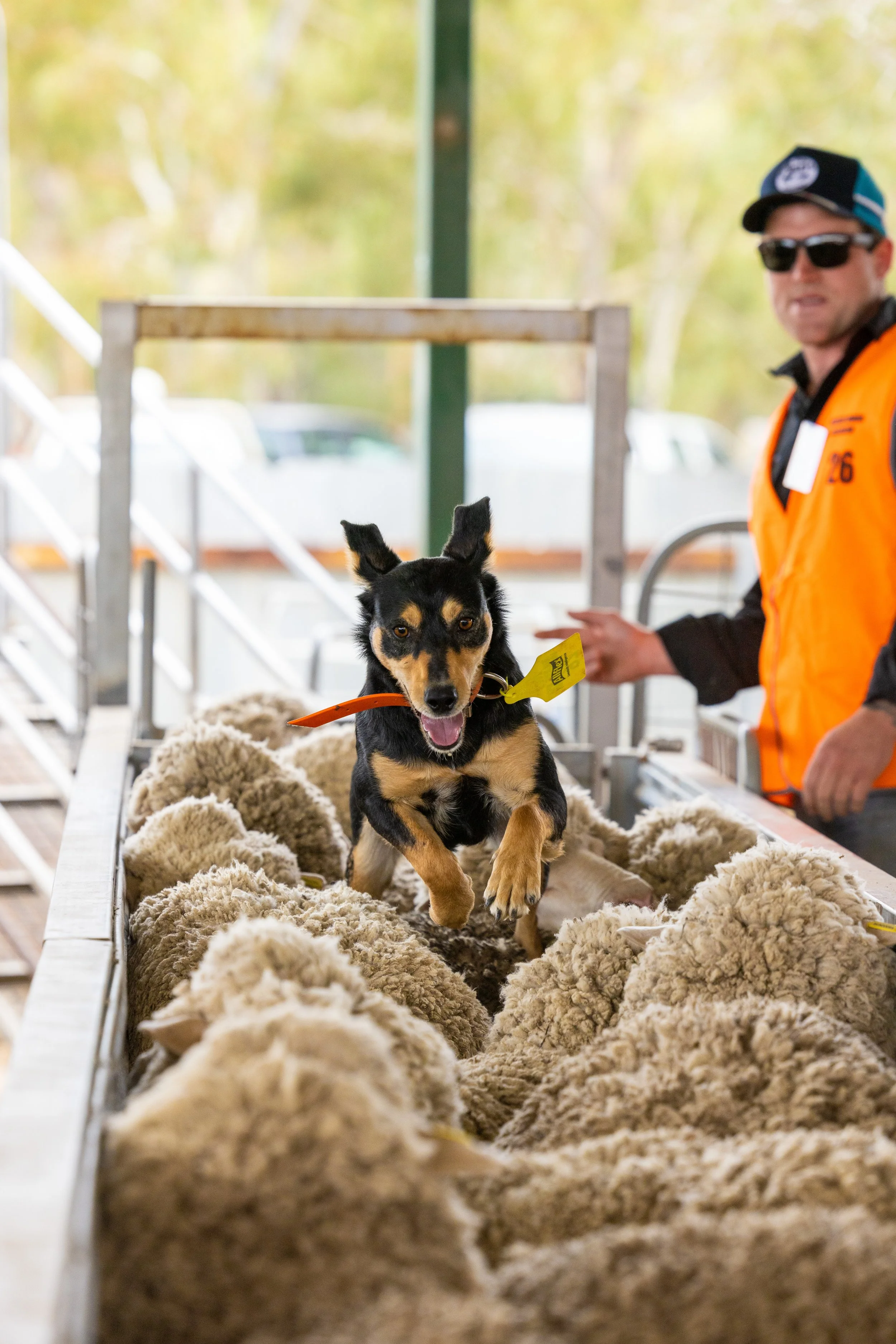 Jerilderie Working Dog Auction