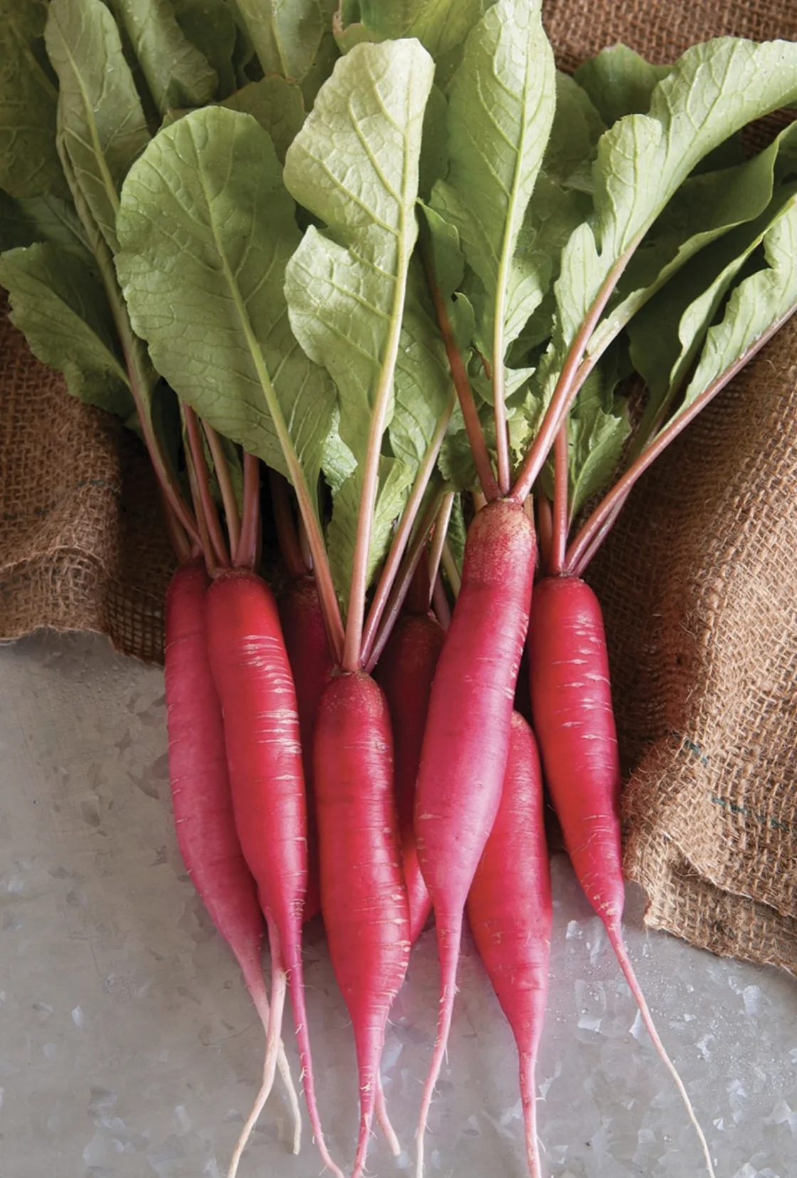 Shunkyo Radish — Farmacie Isolde