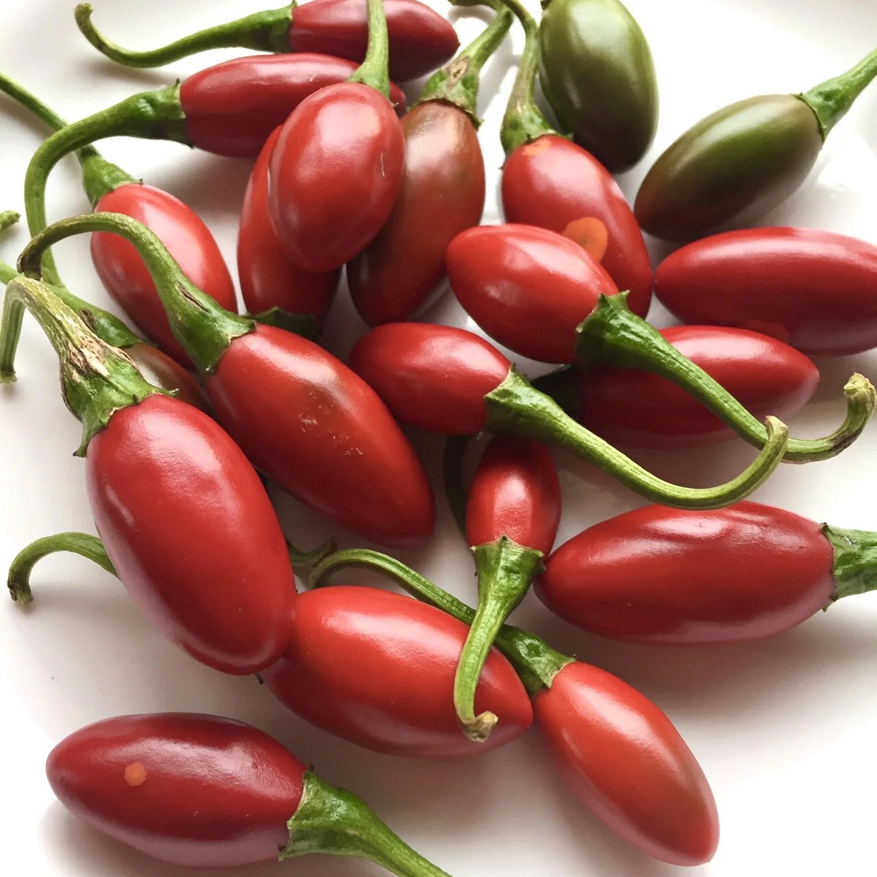 Useful & Unusual Edibles for the Home Garden — Farmacie Isolde