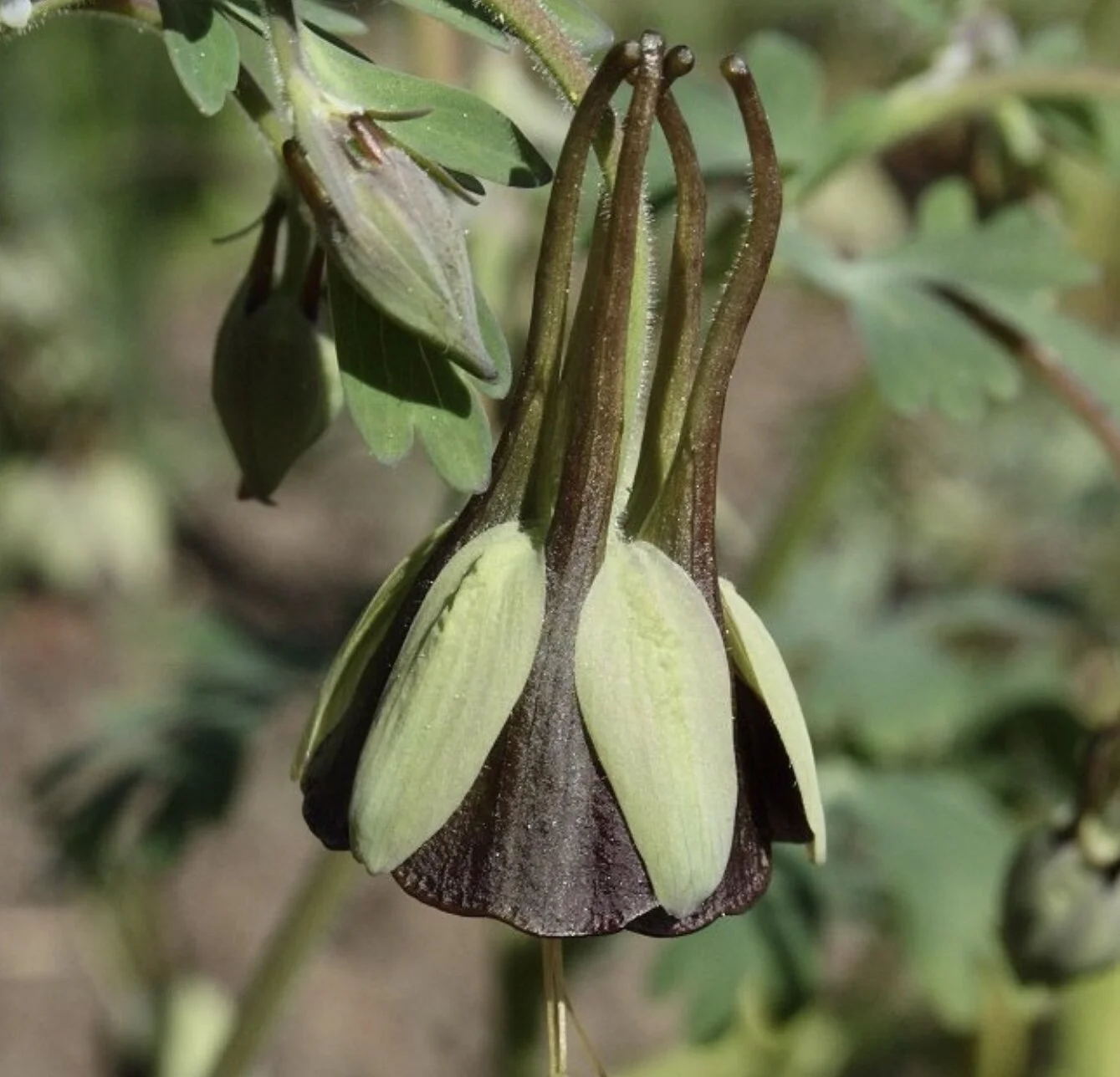 Rare Perennials from Seed — Farmacie Isolde
