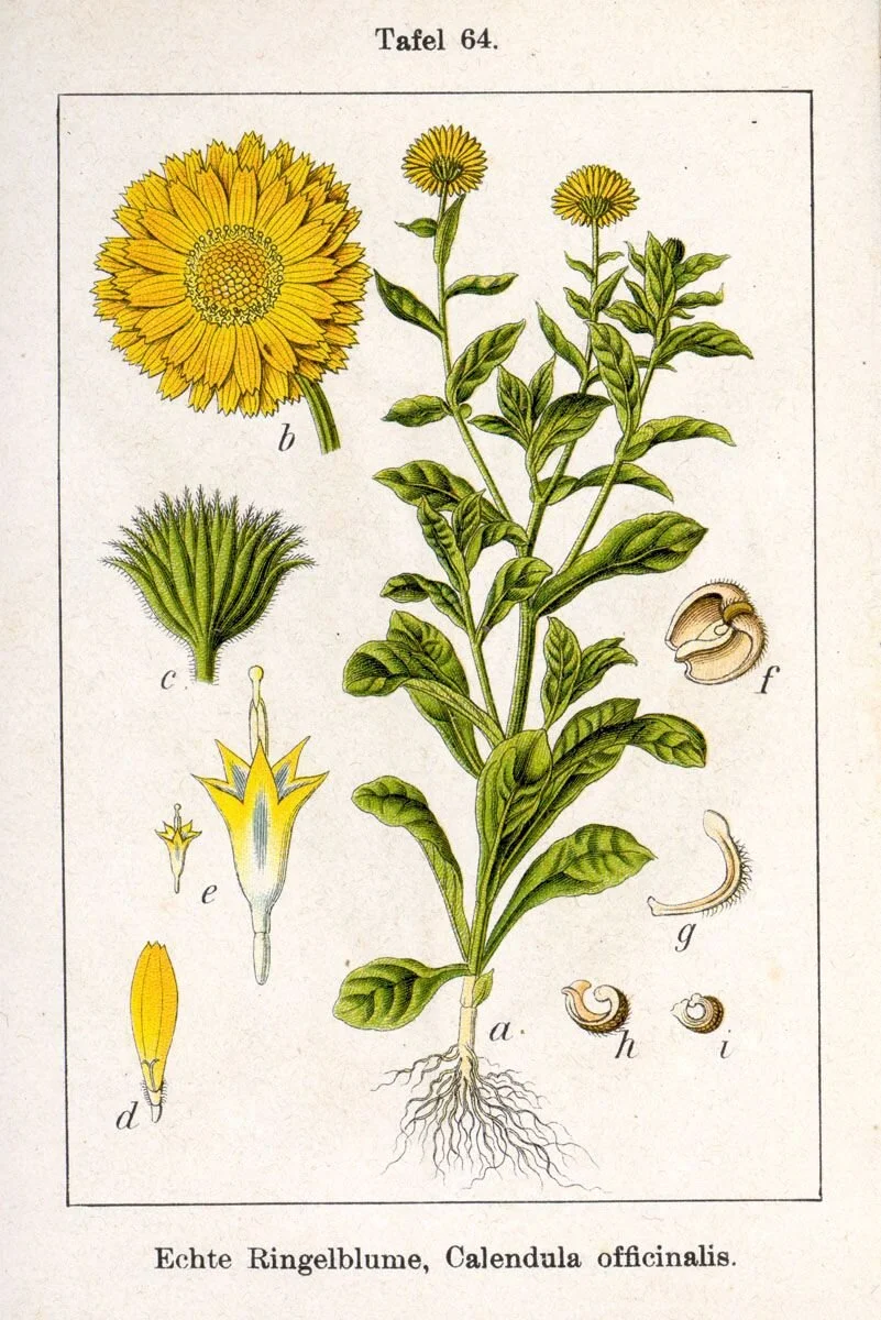 Calendula 'Erfurter' — Farmacie Isolde