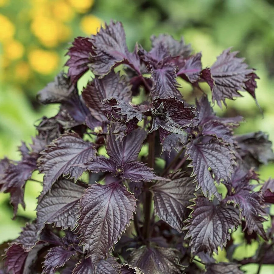 Culinary Herbs — Farmacie Isolde