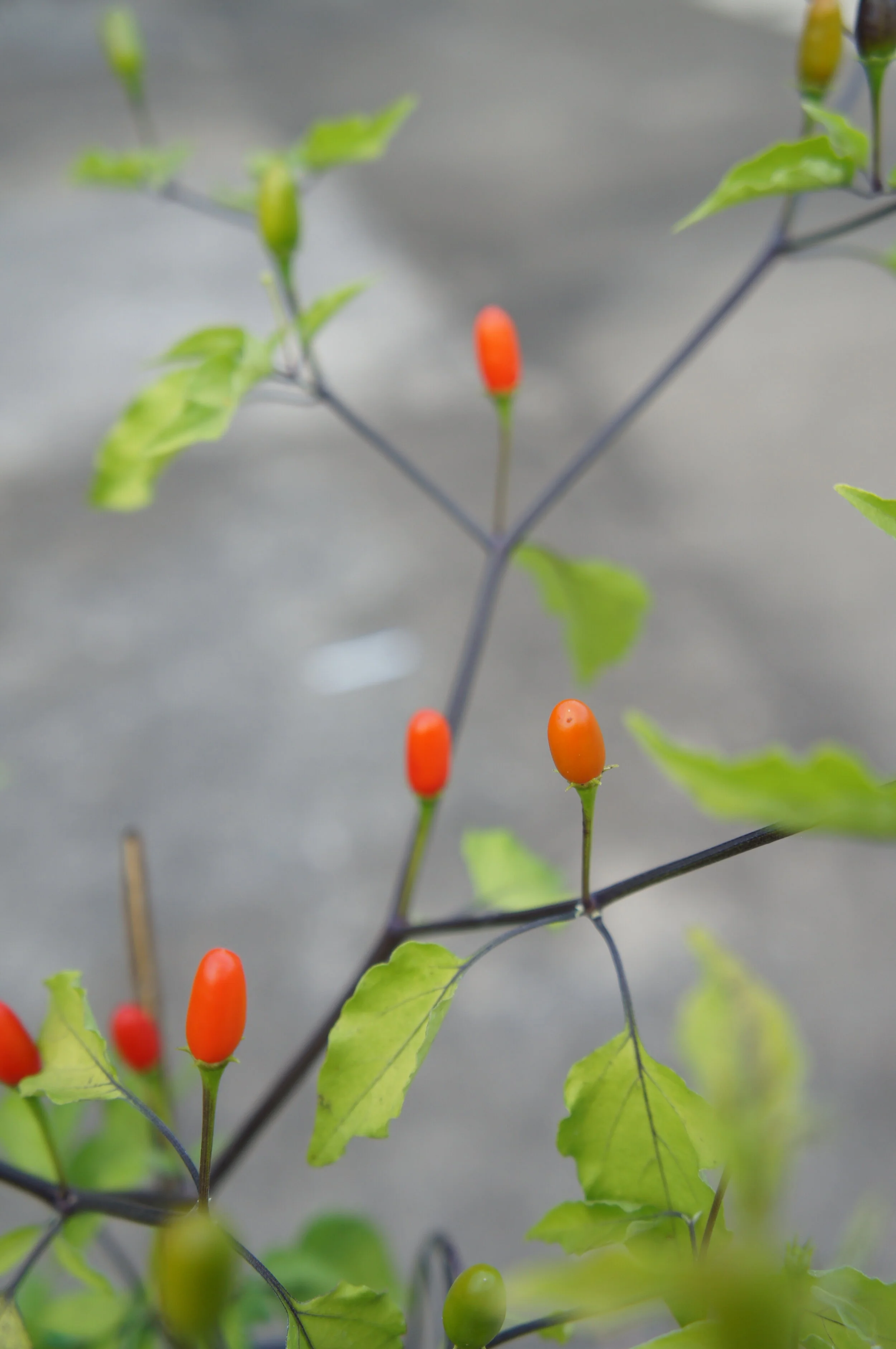 New & Limited — Farmacie Isolde