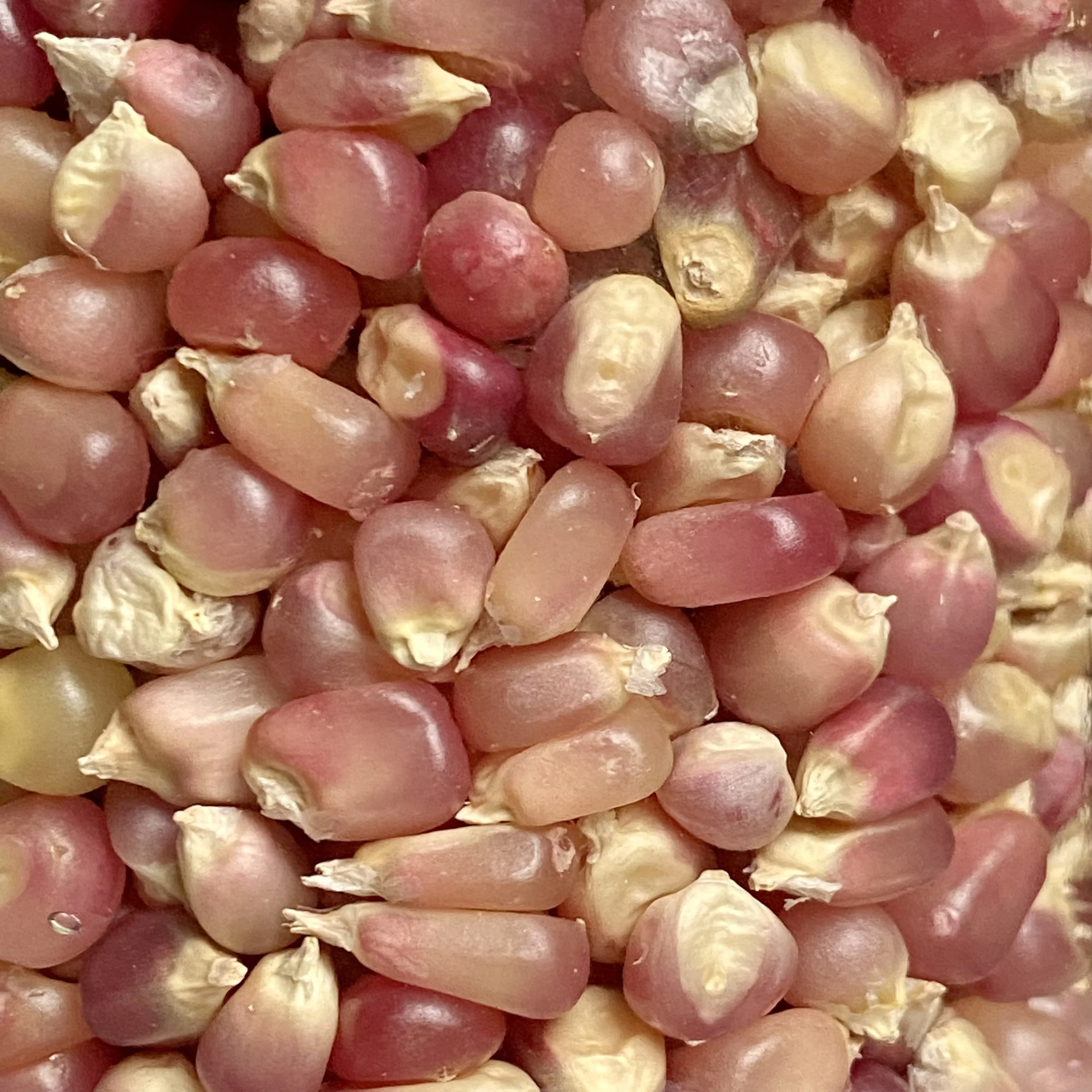 Grains & Pulses — Farmacie Isolde