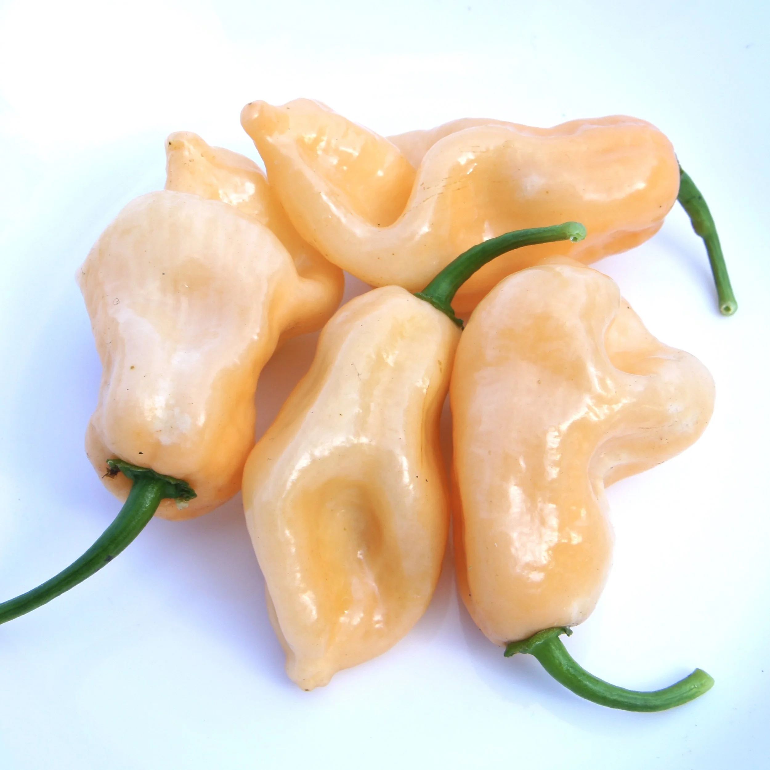 Solanaceae — Farmacie Isolde