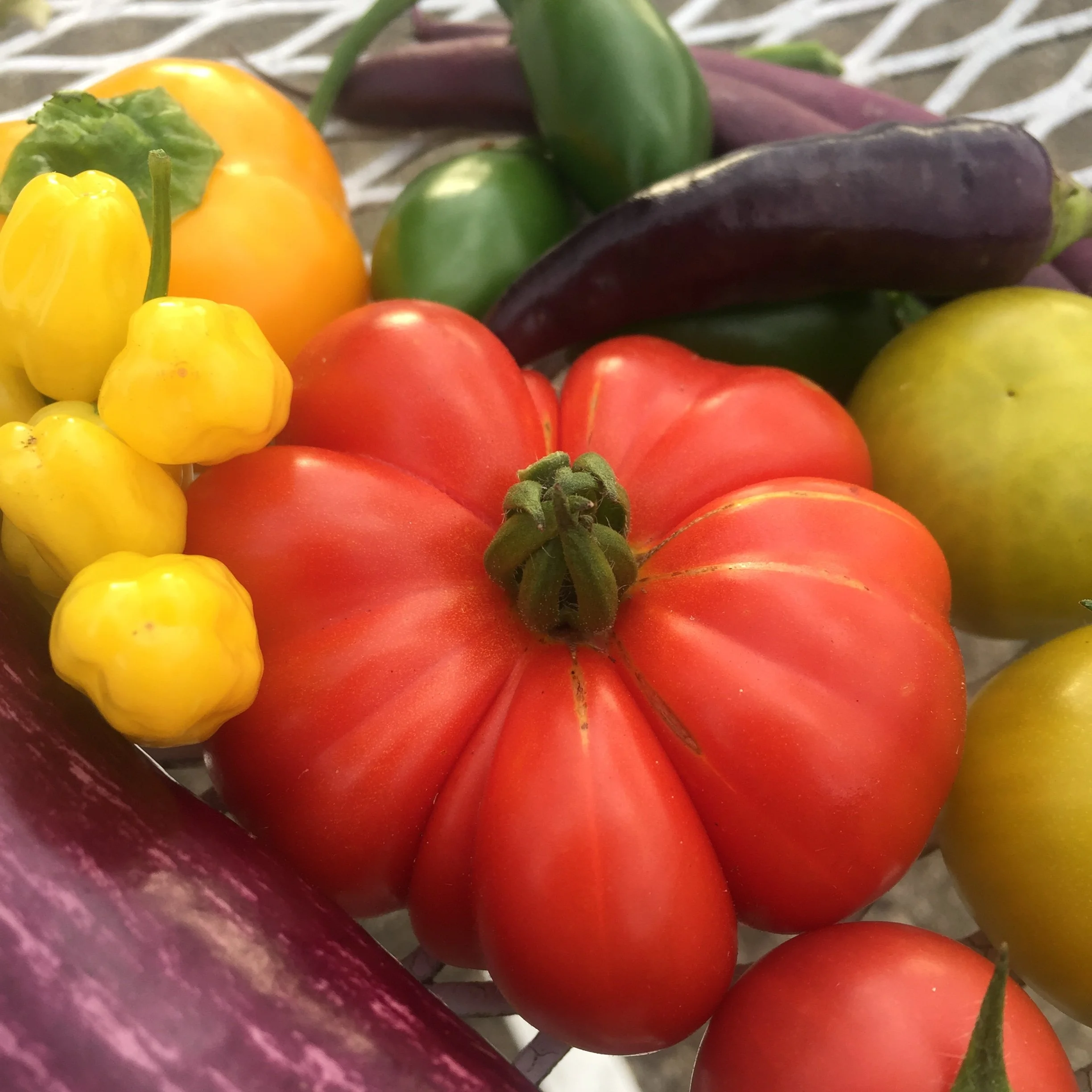 Solanaceae — Farmacie Isolde