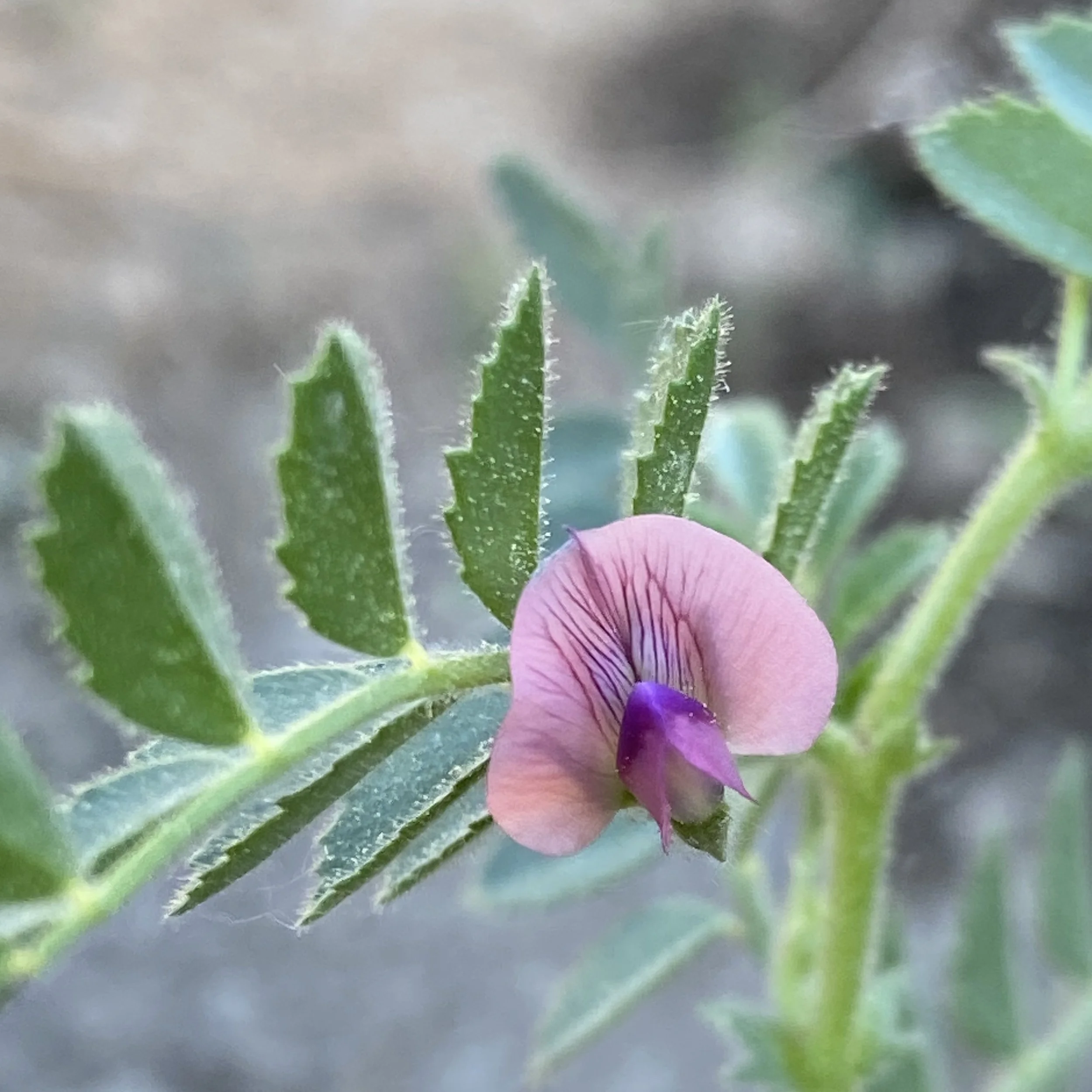 Chana Plant