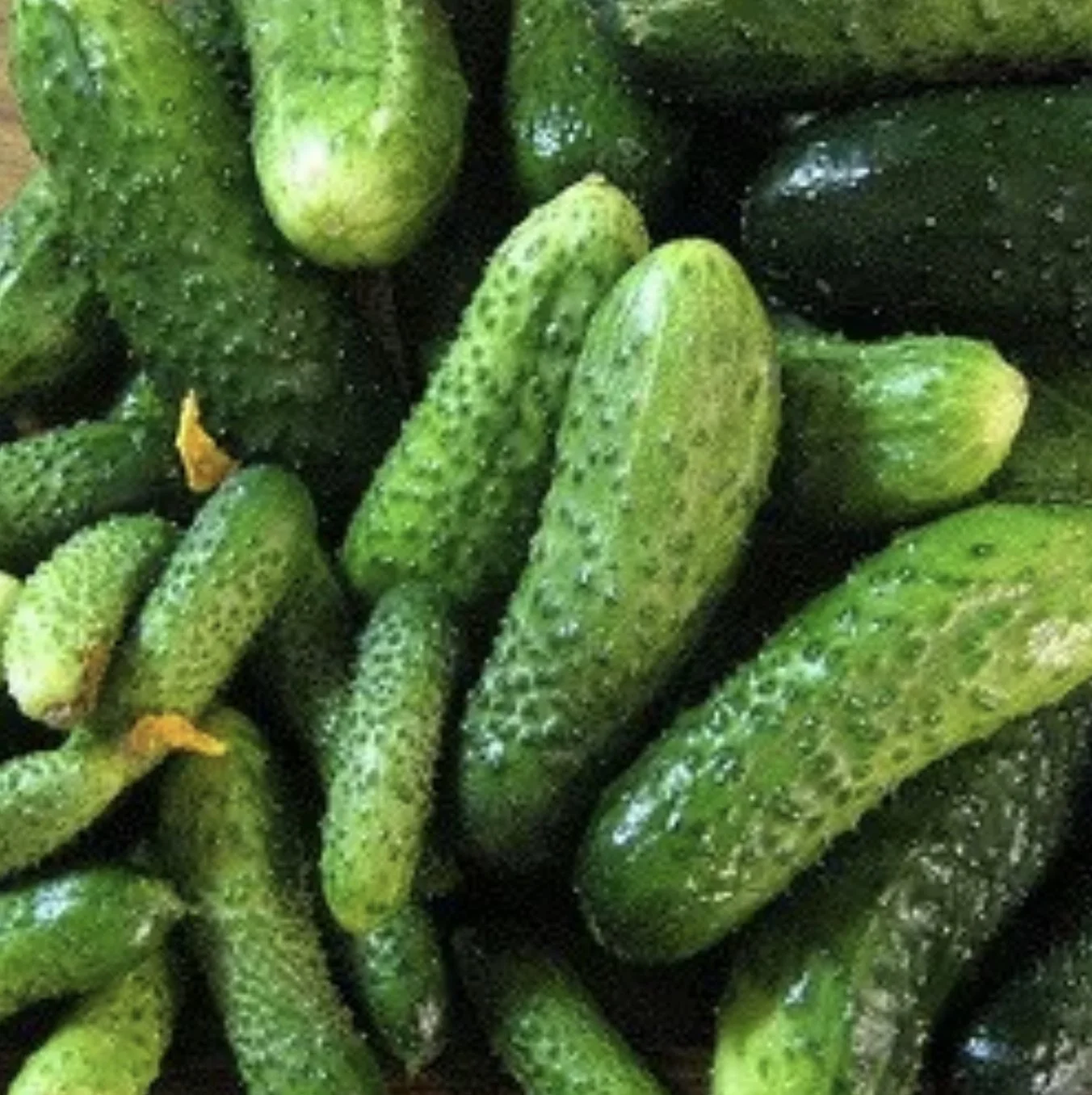 New & Limited — Farmacie Isolde