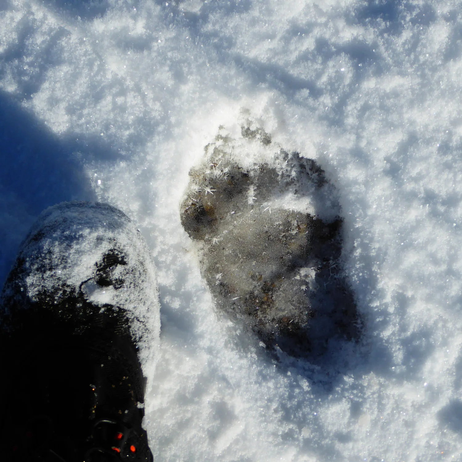 Bear Signs - Tracks — Biosphere Institute of the Bow Valley