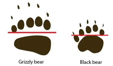 Bear Signs - Tracks — Biosphere Institute of the Bow Valley
