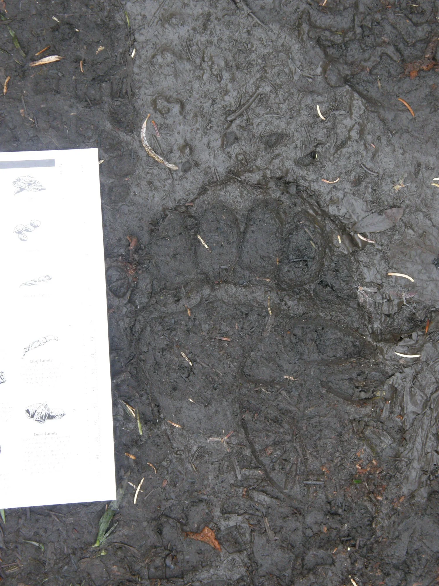Bear Signs - Tracks — Biosphere Institute of the Bow Valley